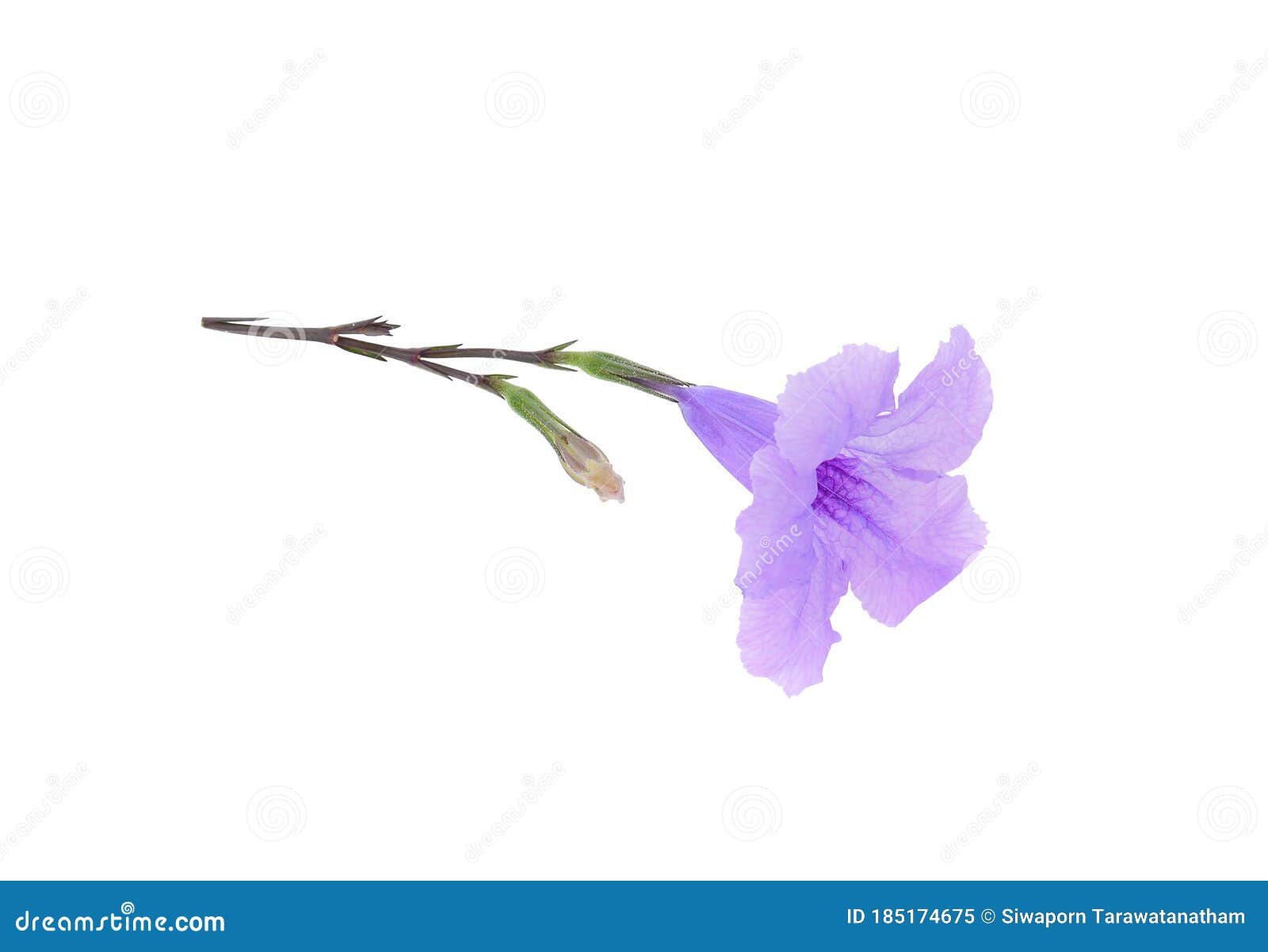 Purple Flowers Top View on White Background Stock Image - Image of ...