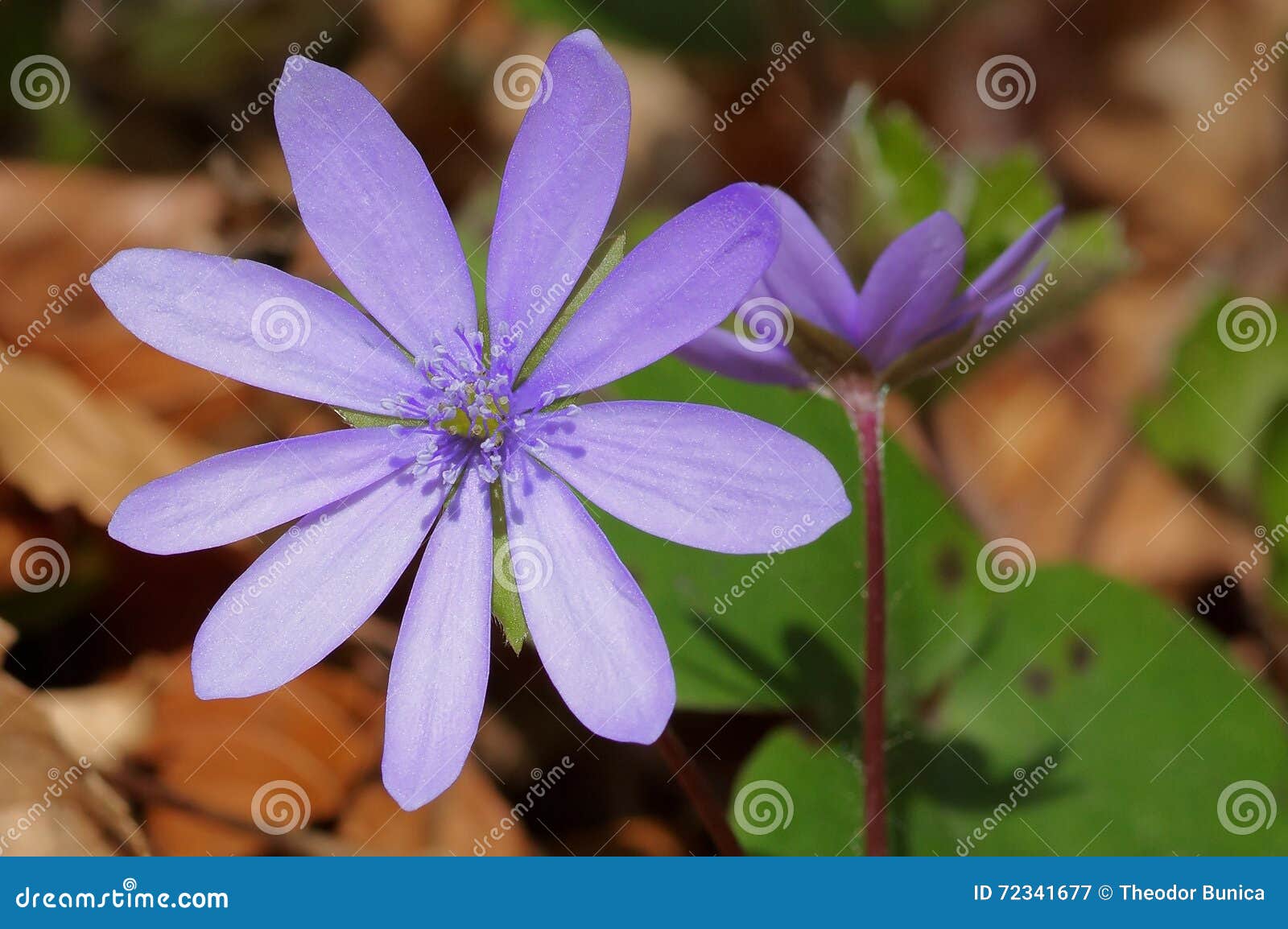 Mountain Purple Flowers - Hepatica Transsilvanica. Spring Background ...