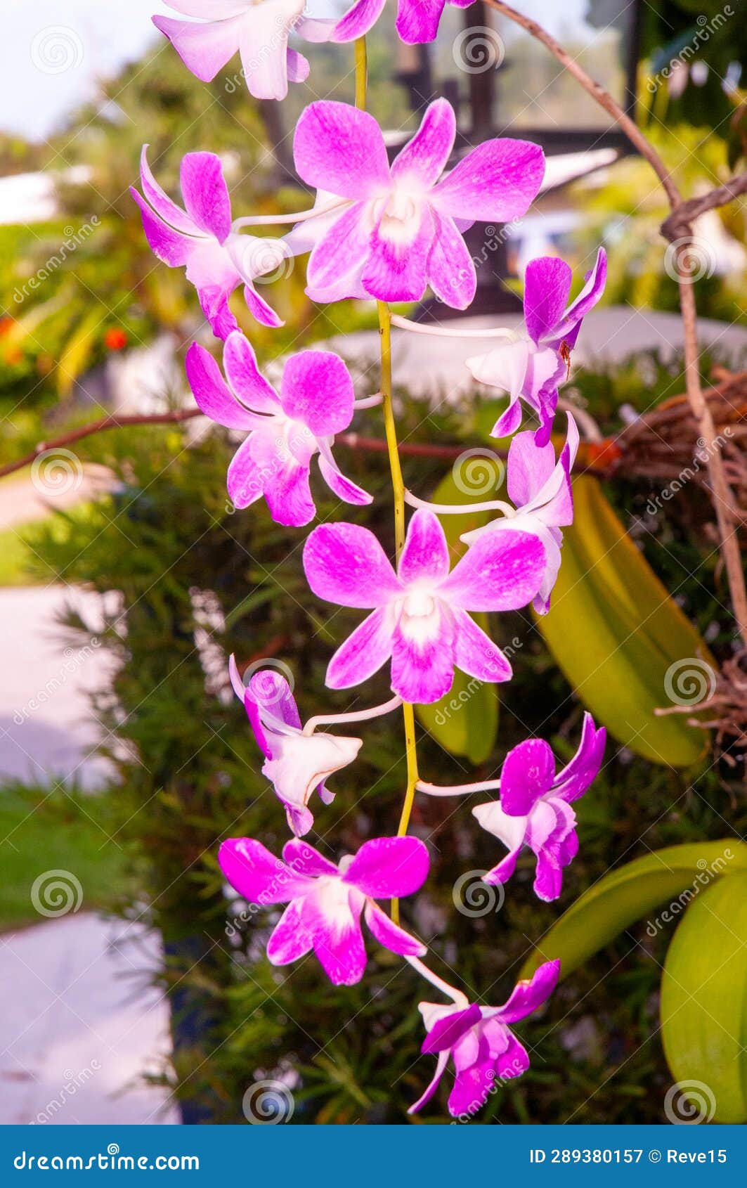 Purple Flowers, on Vine, in Full Bloom Stock Image - Image of full ...