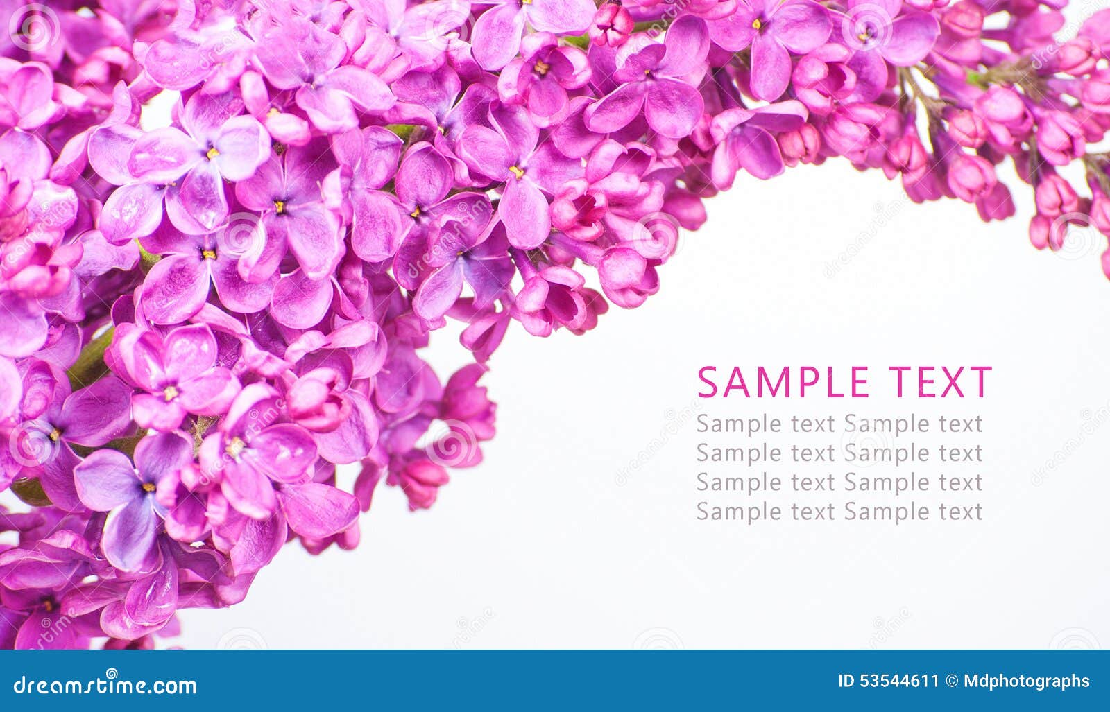 Purple Flowers on White Background with Sample Text Stock Image - Image ...
