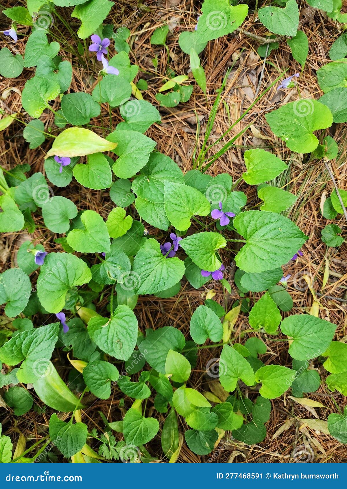 Purple Flowers in the Woods in Spencer Stock Image - Image of spring ...
