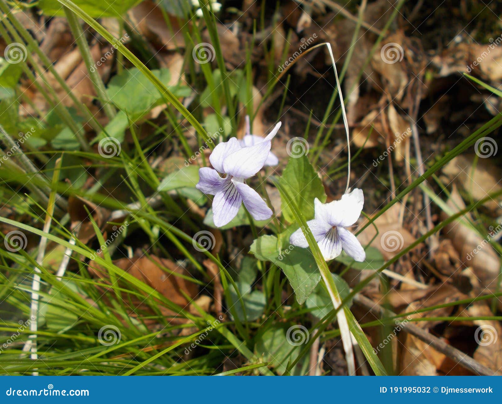 Purple flowers in woods stock photo. Image of woods - 191995032