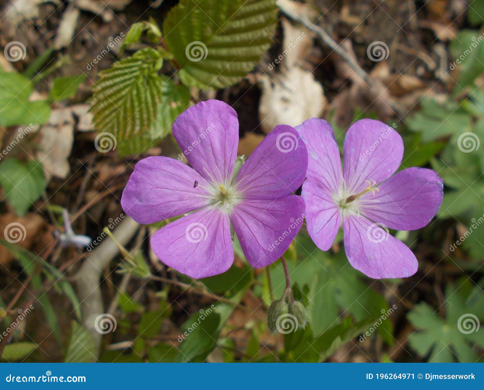 Purple Flowers in the Woods in Summer. Stock Image - Image of 2020 ...