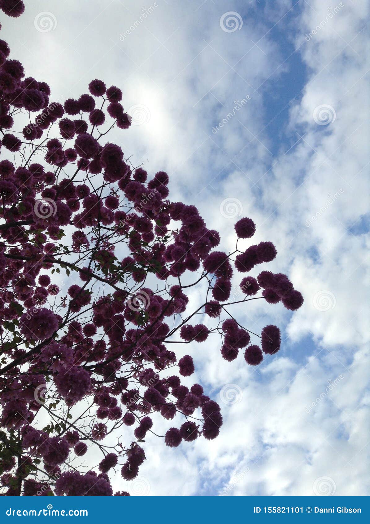 Purple flowery sky stock image. Image of purple, tree - 155821101
