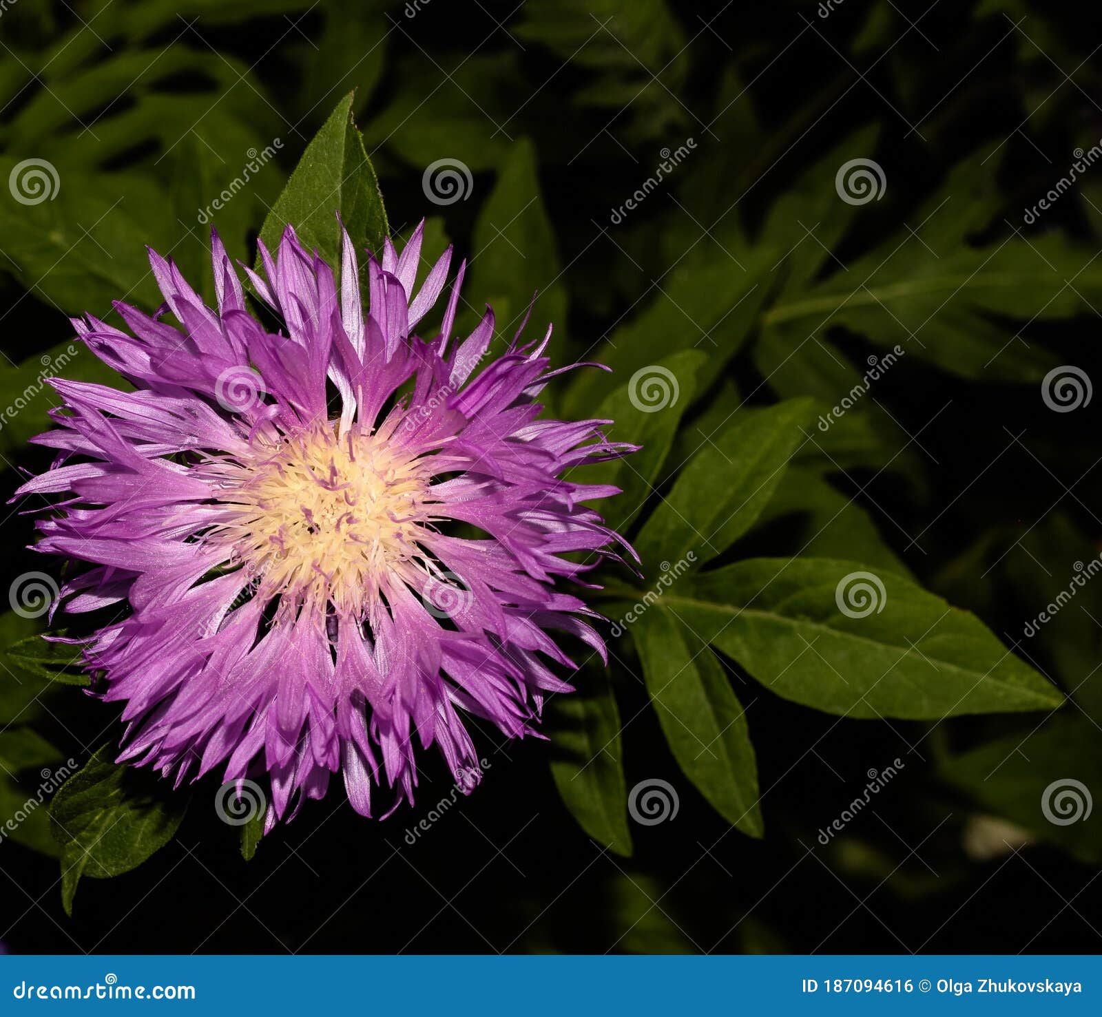 Purple Fluffy Flower. a Large Blooming Flower Stock Photo - Image of ...