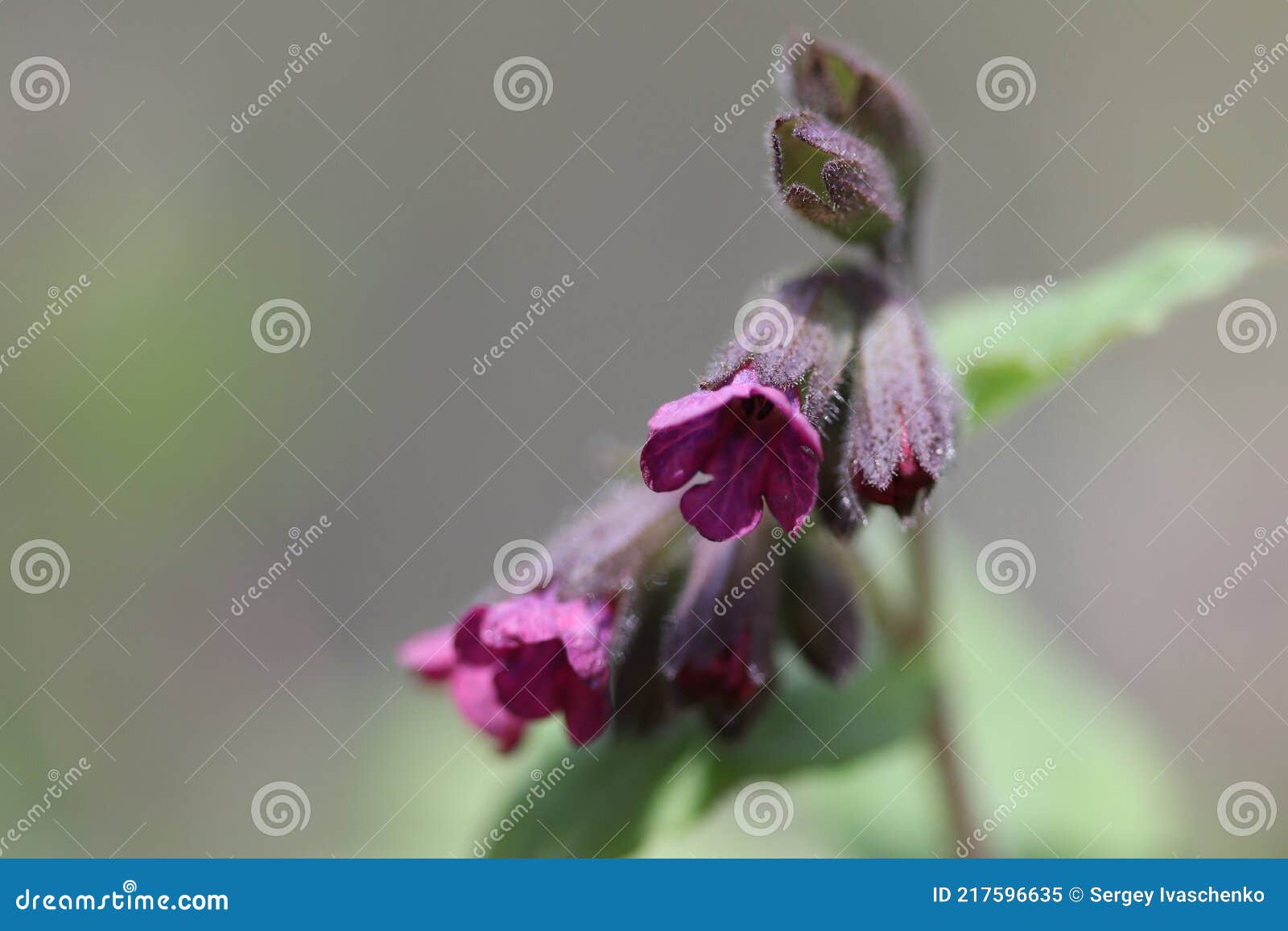 Purple forest flower. stock image. Image of green, pink - 217596635