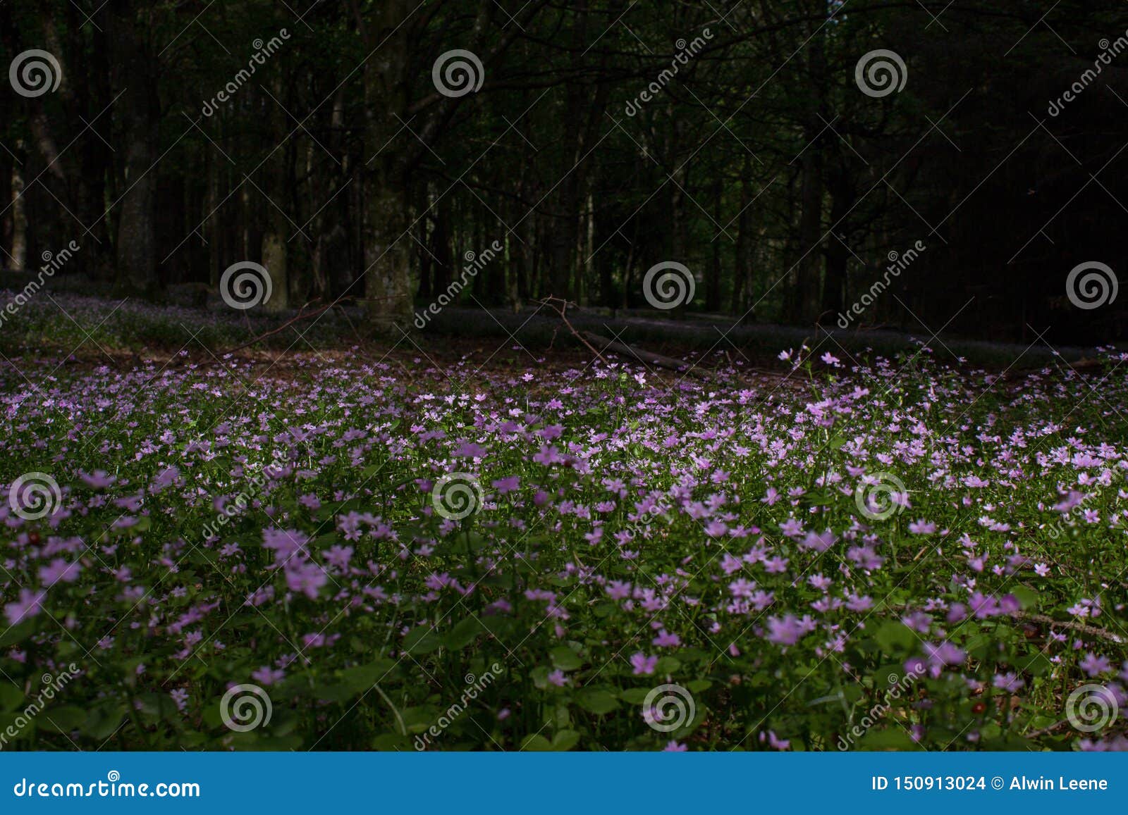 Purple Forest Flowers in Scotland Stock Photo - Image of floral, united ...