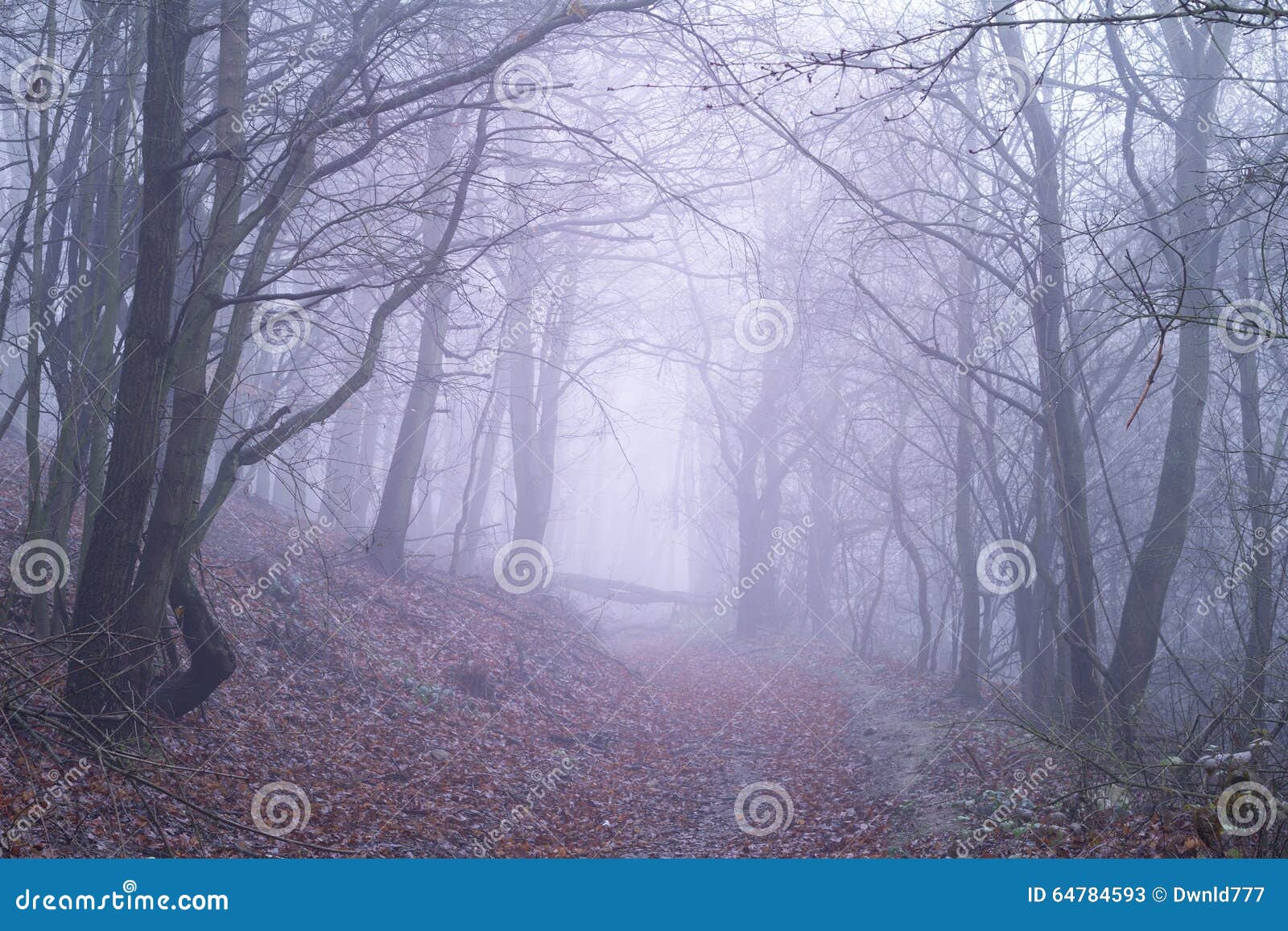 Purple forest stock image. Image of mood, mist, color - 64784593