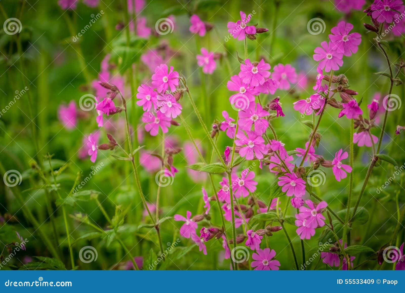 Purple Forget-me-not Flowers Stock Image - Image of love, backgrounds ...