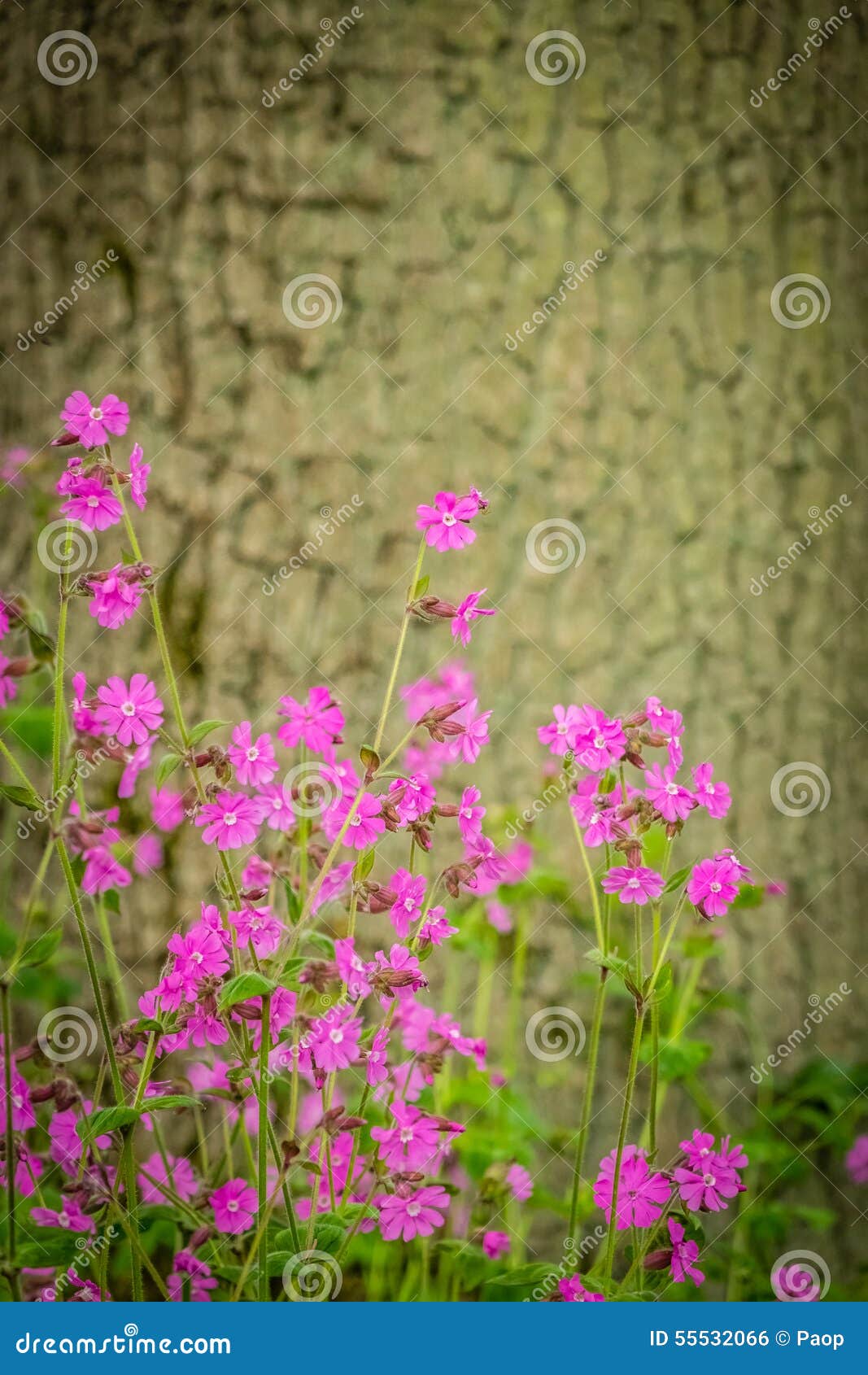 Purple Forget-me-not Flowers Stock Photo - Image of fresh, nature: 55532066