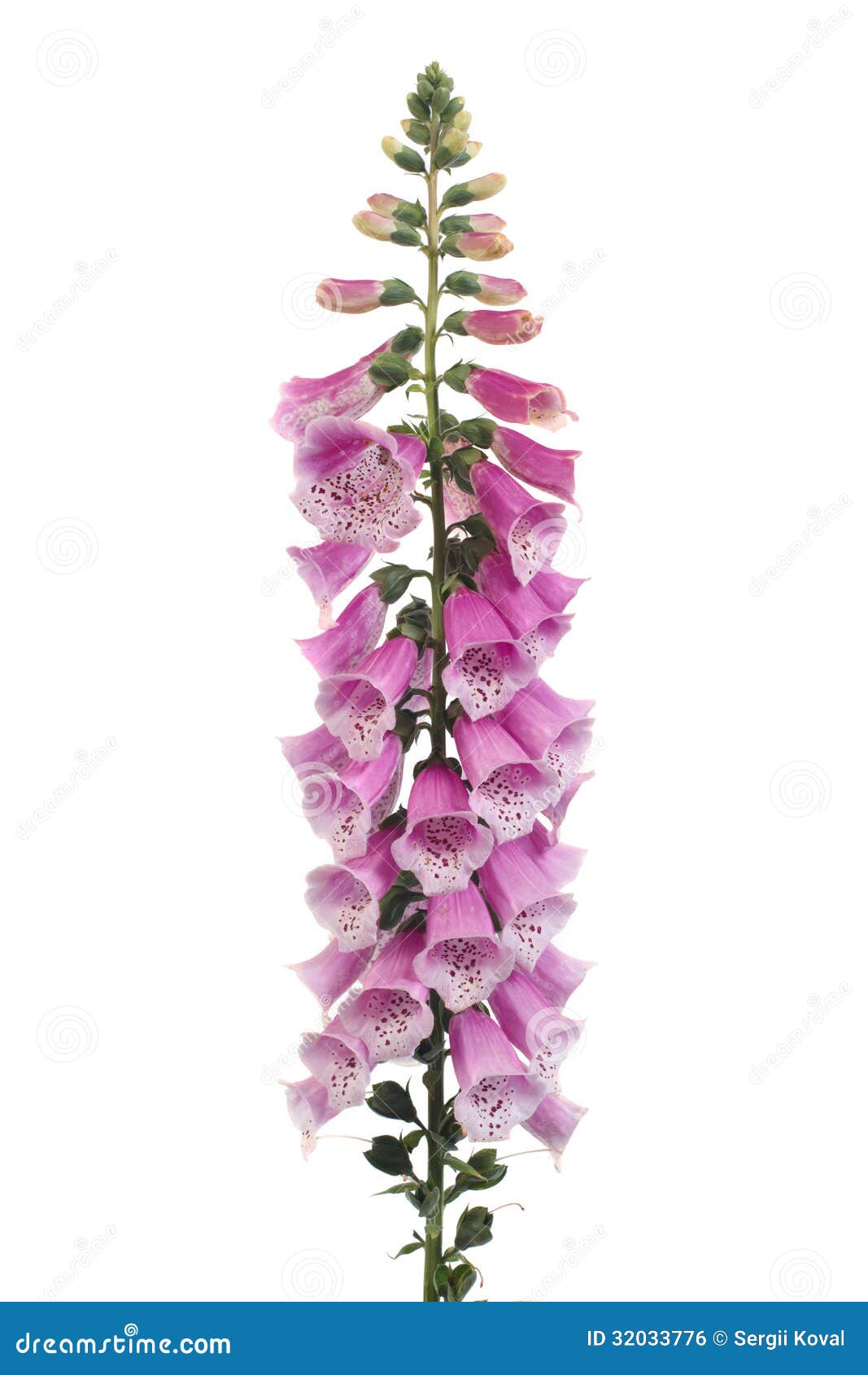 Purple Foxglove Flowers Isolated On White Stock Photo - Image: 32033776
