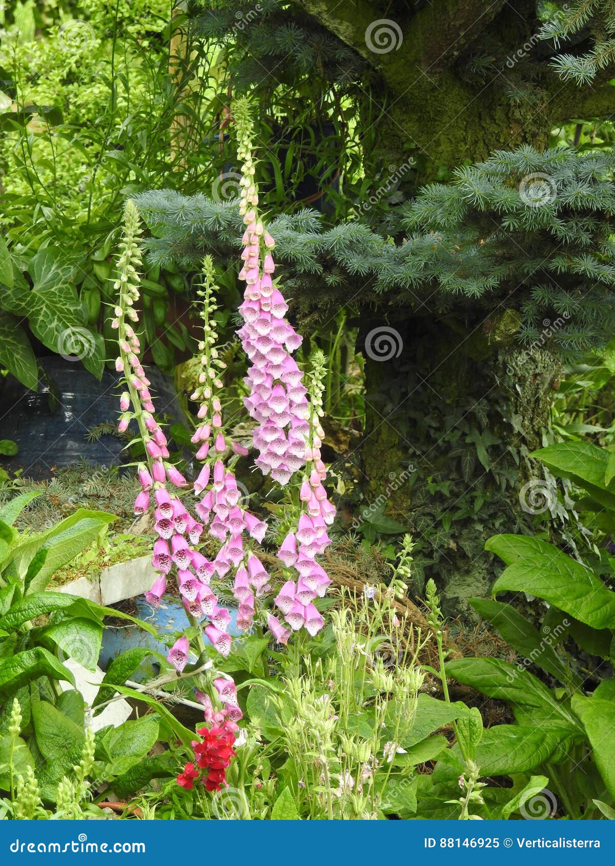 A purple foxglove stock image. Image of digoxin, flowers - 88146925
