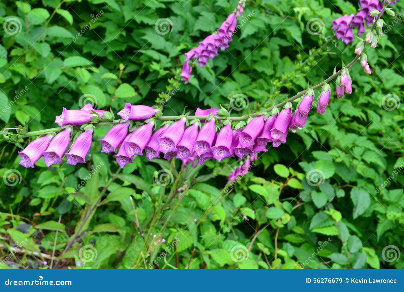 Purple Foxtail stock image. Image of walking, purple - 56276679