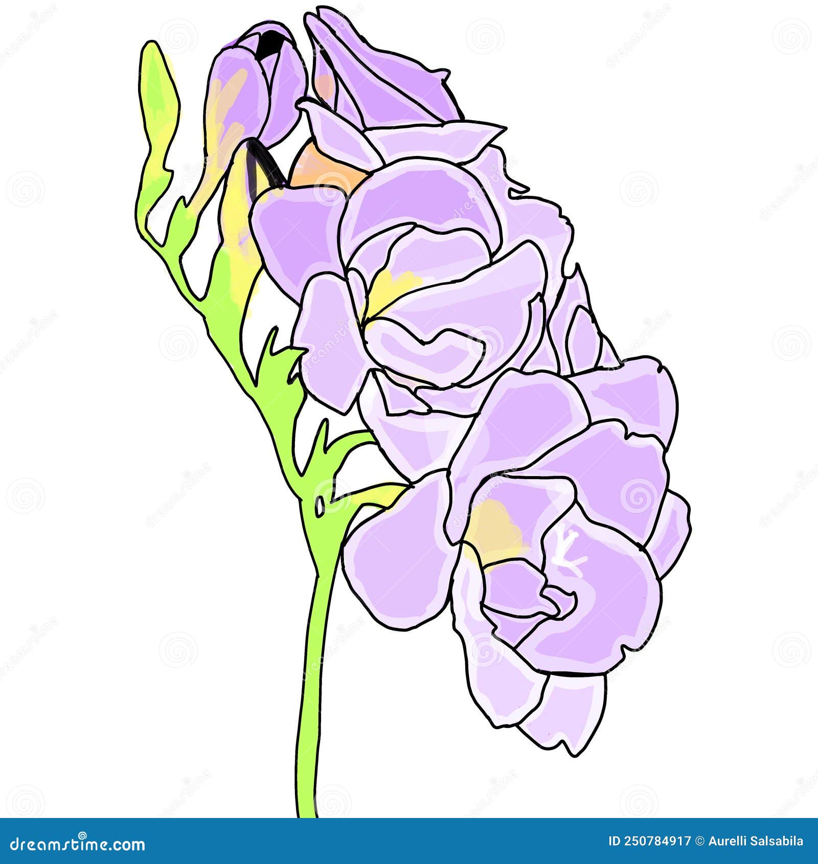 Purple Freesia Illustration Stock Illustration - Illustration of ...