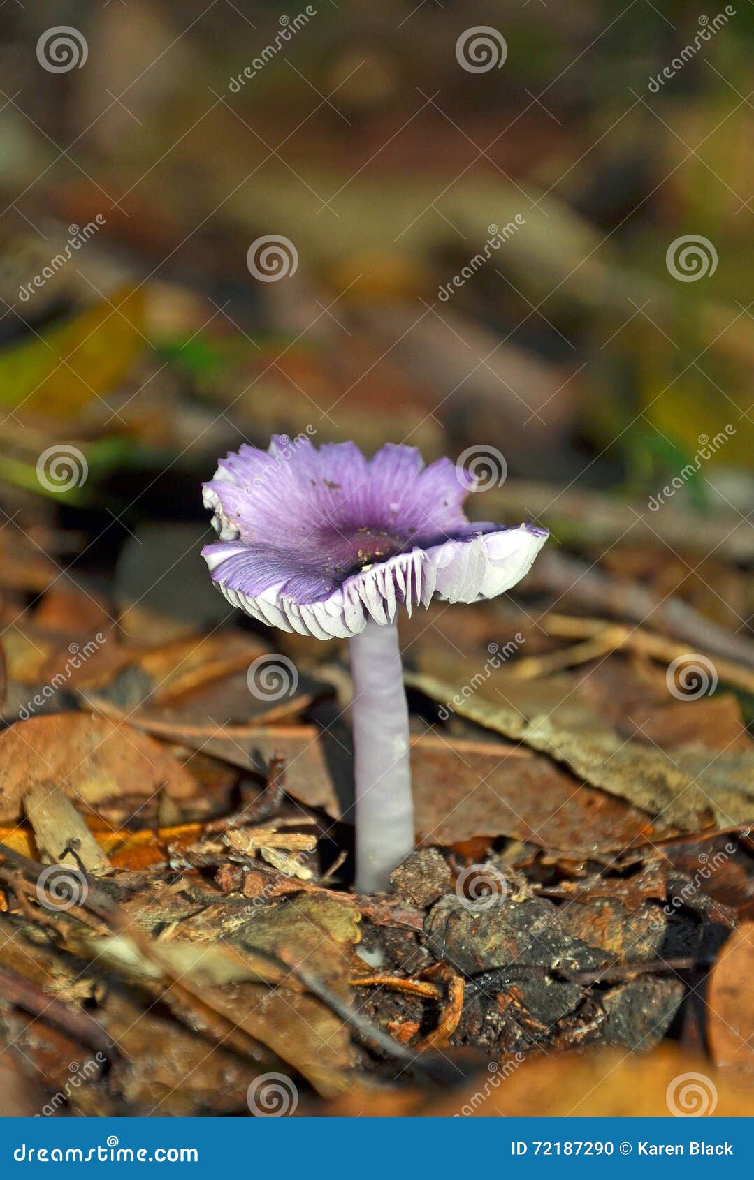Purple fungi (toadstool) stock photo. Image of forest - 72187290