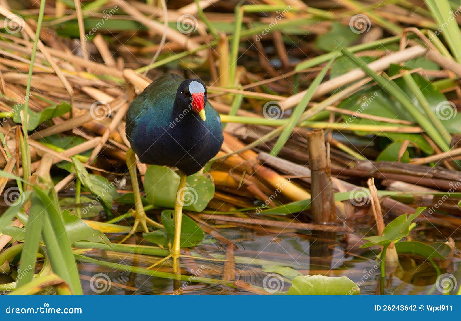 Purple Gallinule stock photo. Image of avian, beak, bright - 26243642