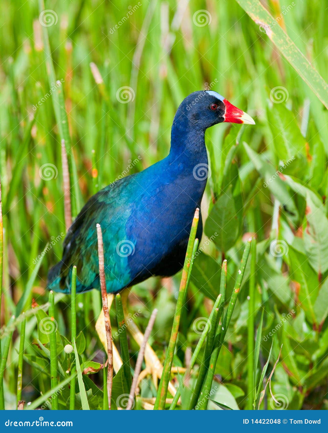 Purple Gallinule Bird stock photo. Image of purple, colors - 14422048
