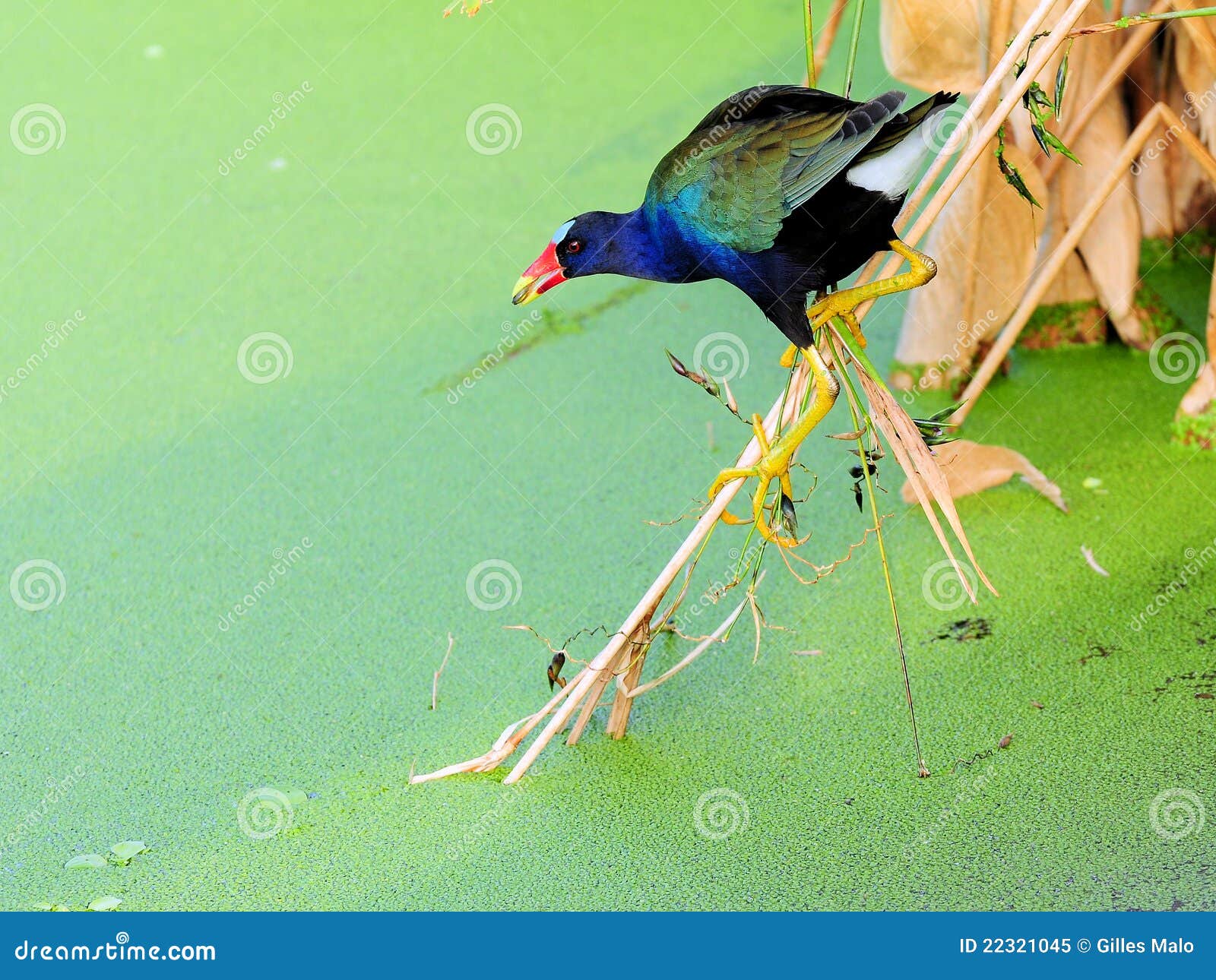 Purple Gallinule Bird stock image. Image of wild, south - 22321045