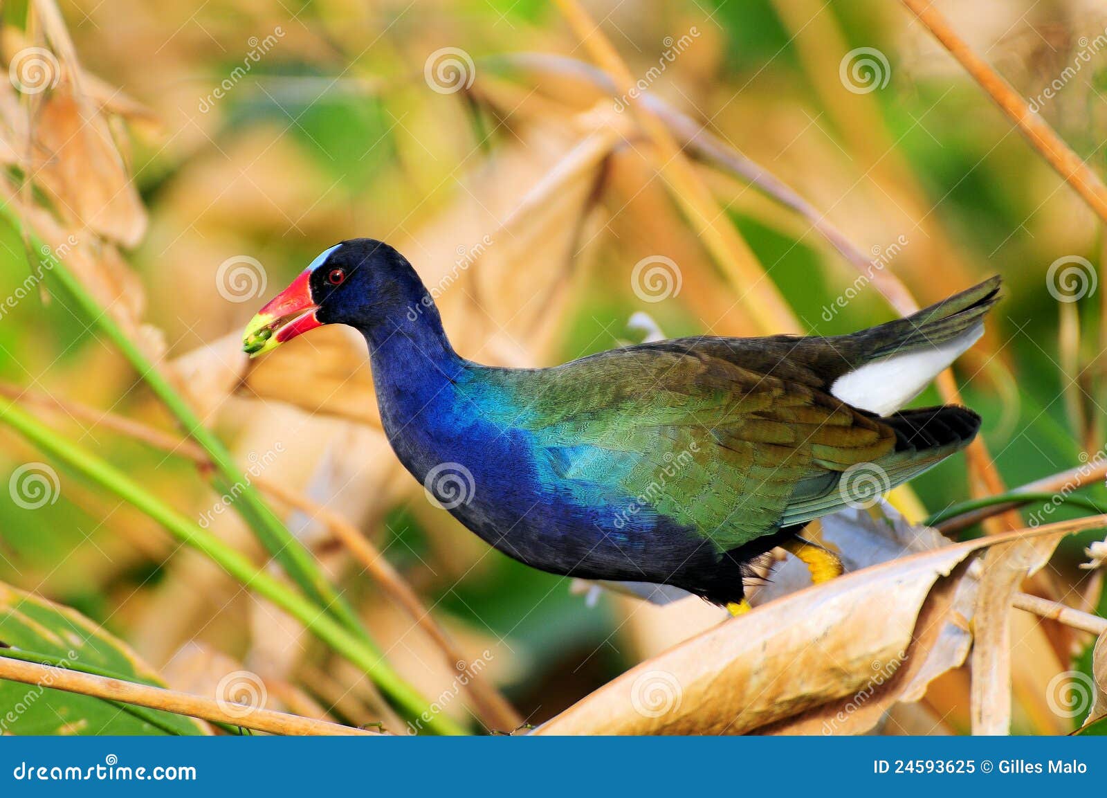 Purple gallinule bird stock image. Image of america, park - 24593625