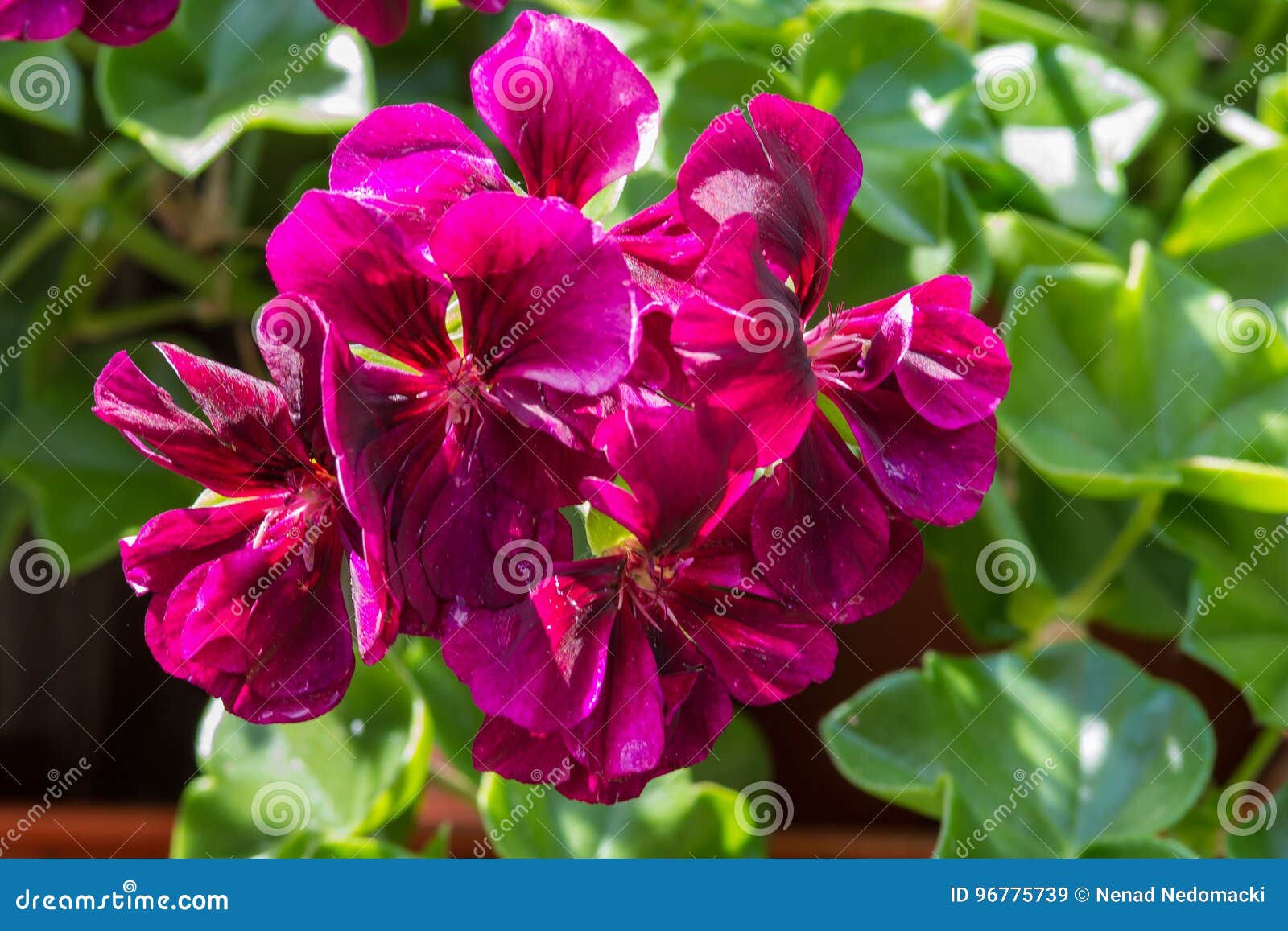 Purple Garden Geranium Flowers Stock Image - Image of botany, people ...