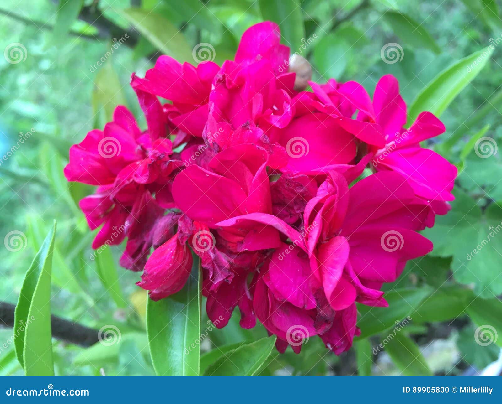 Purple Geranium stock photo. Image of green, plant, flower - 89905800