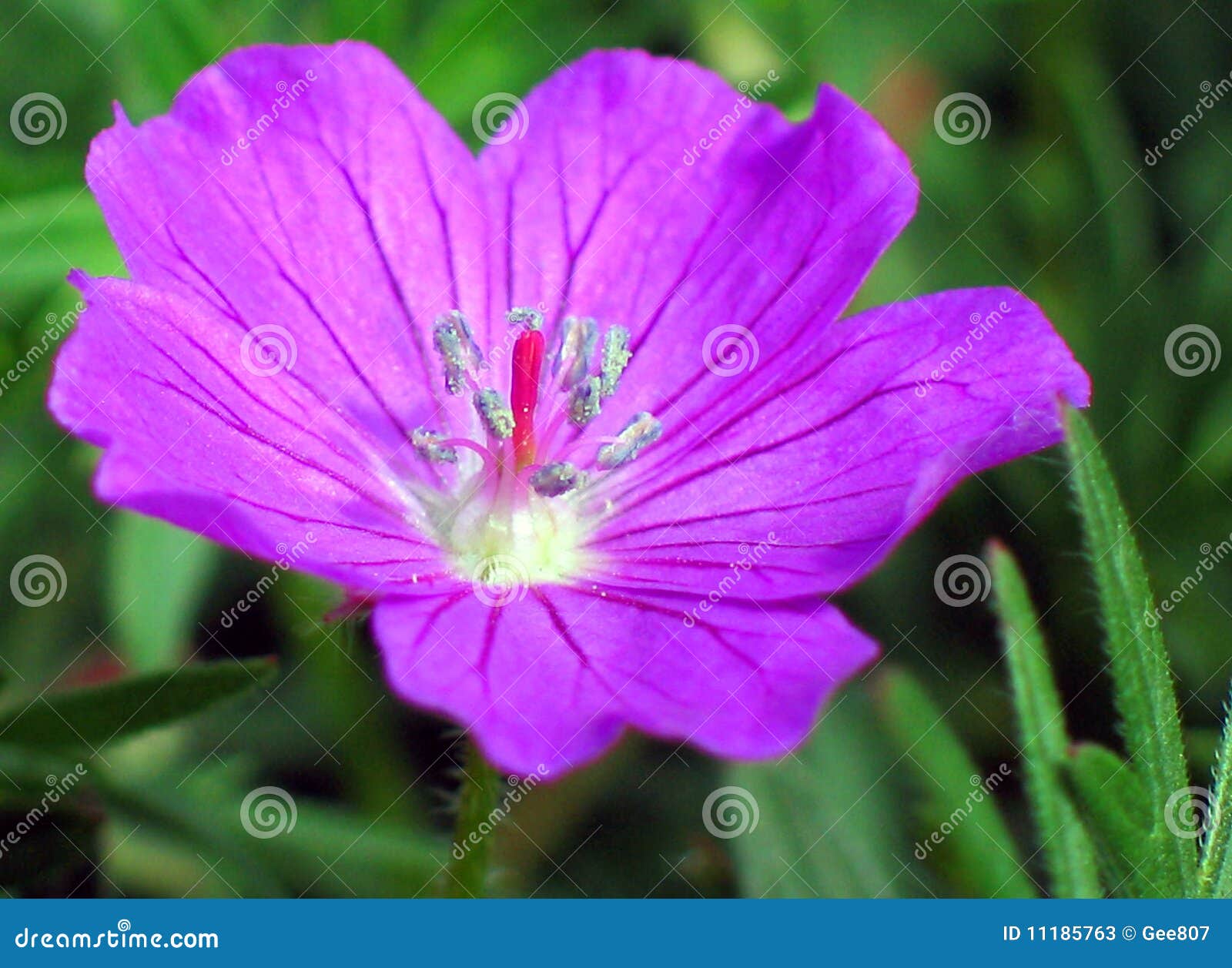 Purple Geranium Flower stock image. Image of geranium - 11185763