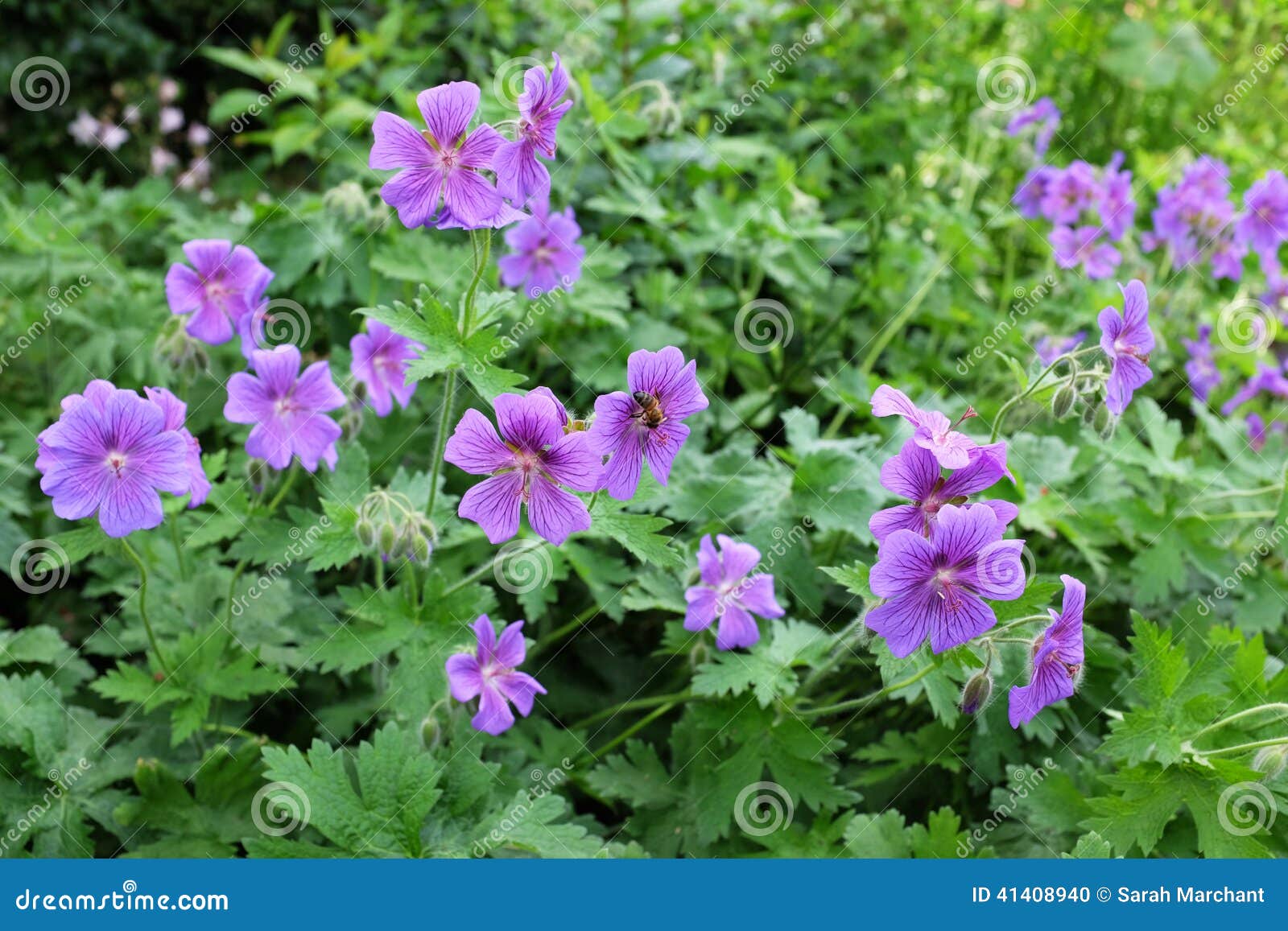 Purple Geraniums with a Honeybee Stock Photo - Image of fauna, flora ...