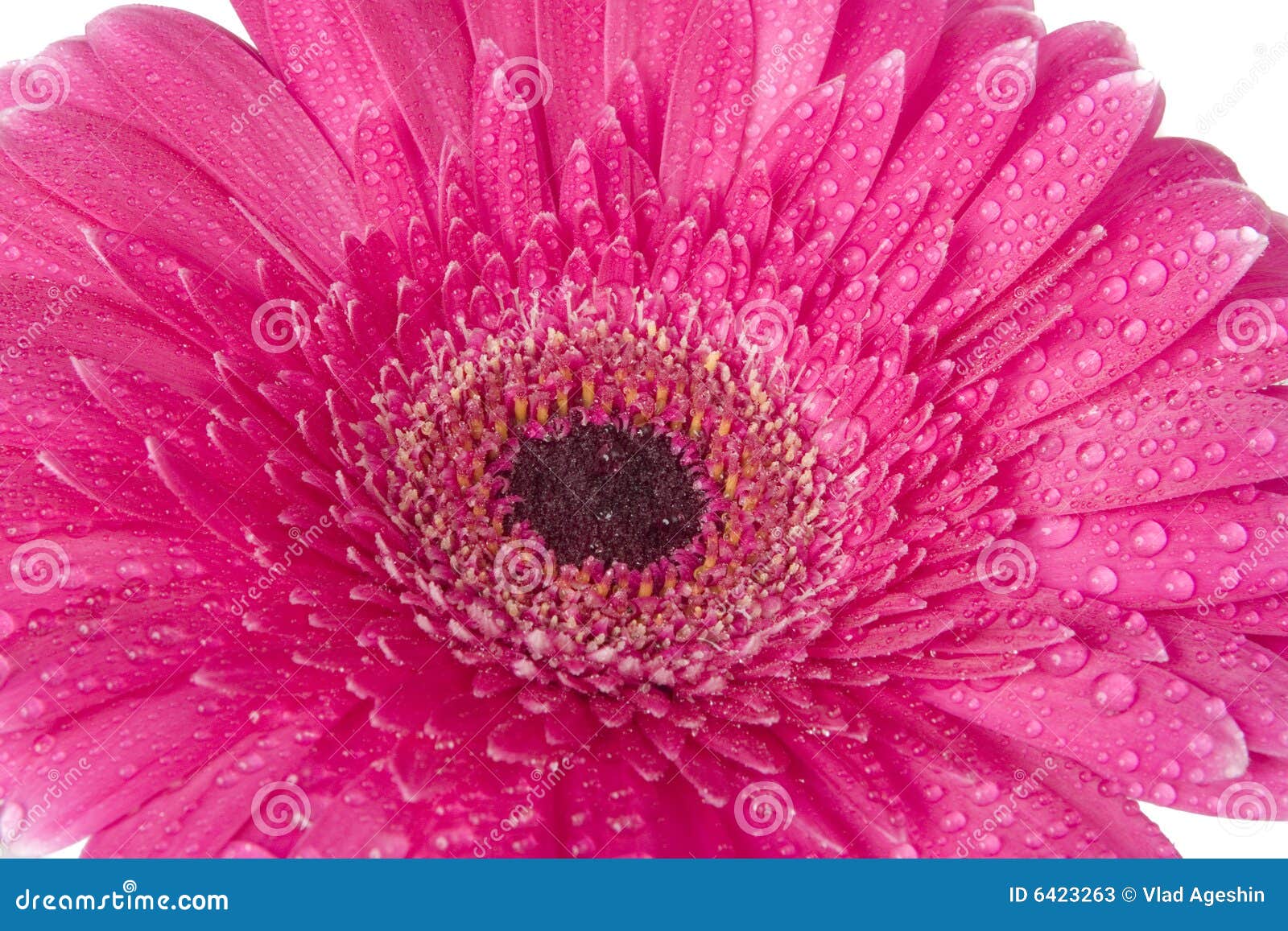 Purple Gerbera stock image. Image of beautiful, floral - 6423263