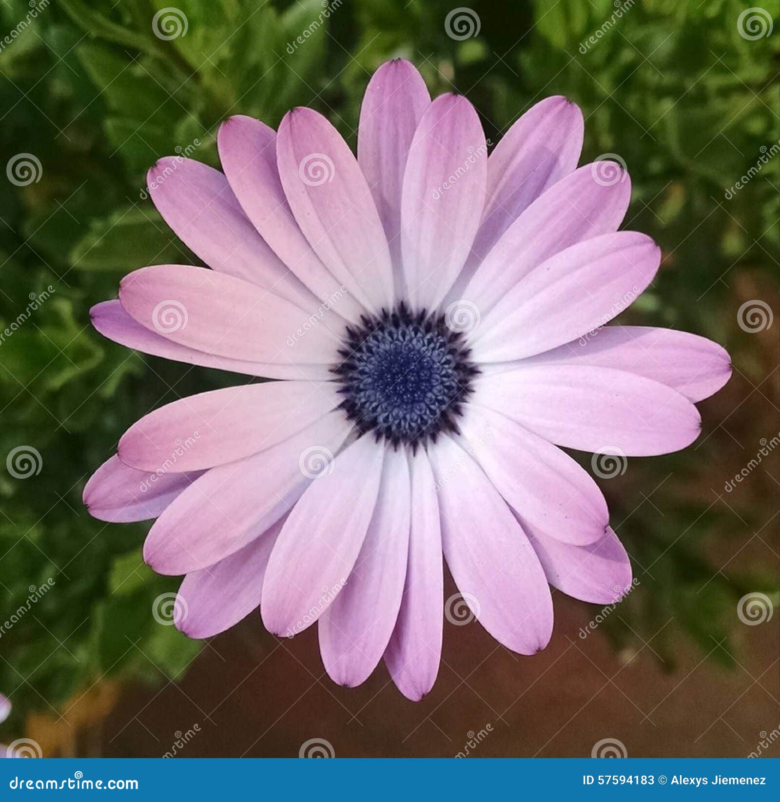Purple gerbera stock image. Image of gerberas, beautiful - 57594183