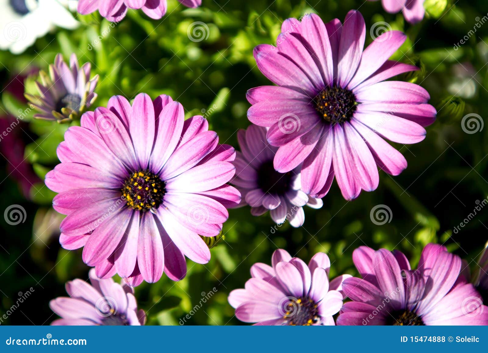 Purple Gerbera Daisy Flowers Stock Photo - Image of gardening, vivid ...
