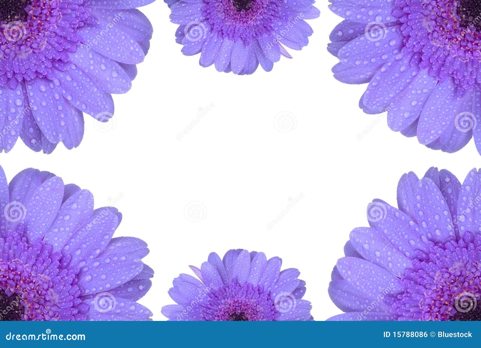 Purple Gerbera Flower Isolated on White Stock Photo - Image of colorful ...