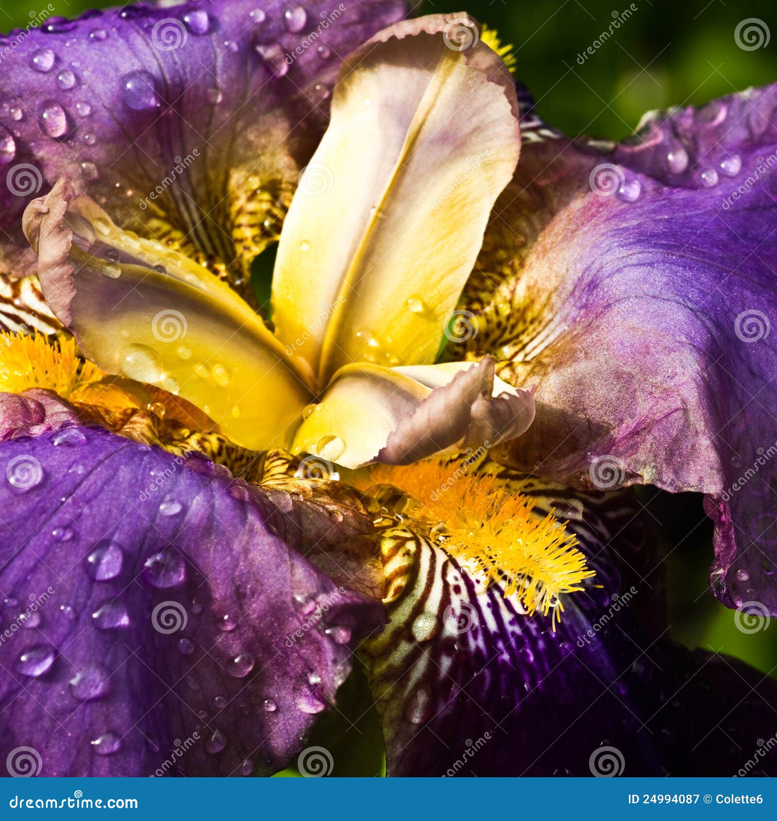 Purple German Iris or Iris Germanica Macro Stock Image - Image of ...