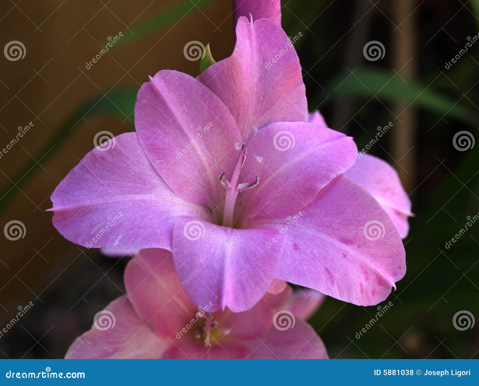 Purple Gladiola stock photo. Image of leaves, bloom, closeup - 5881038
