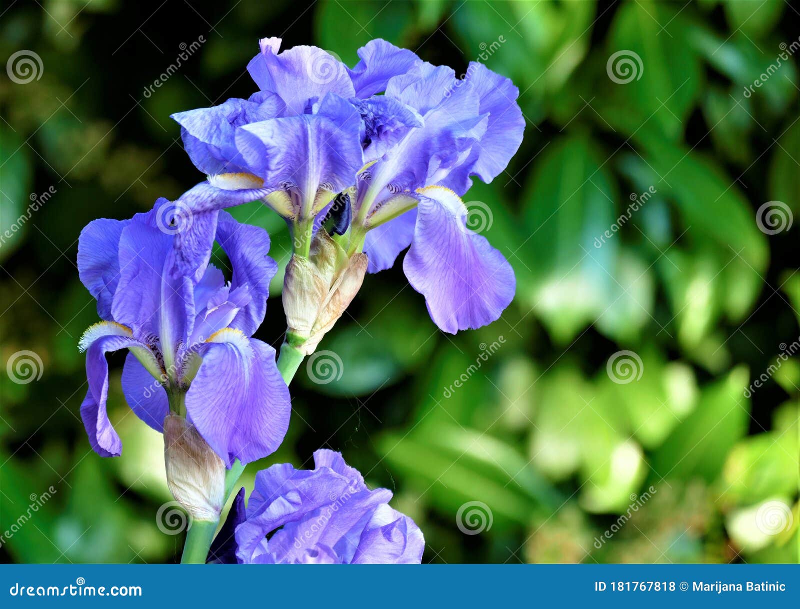 Purple Gladiola Flower in the Garden Stock Photo - Image of bloom ...