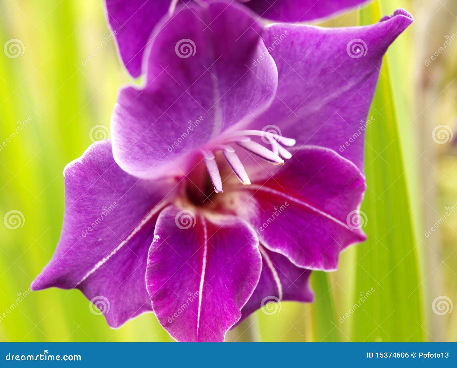 Purple Gladiolus stock photo. Image of beauty, flowers - 15374606