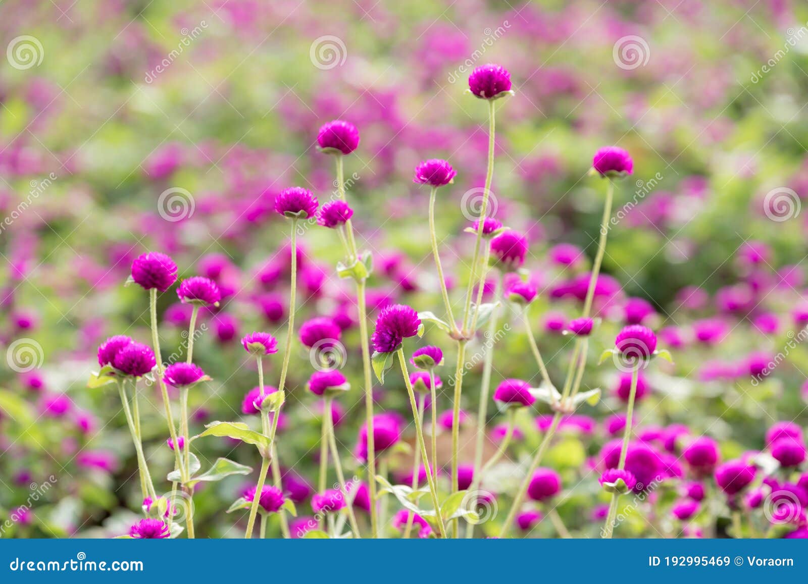 Purple Globe Amaranth stock image. Image of floral, gardening - 192995469
