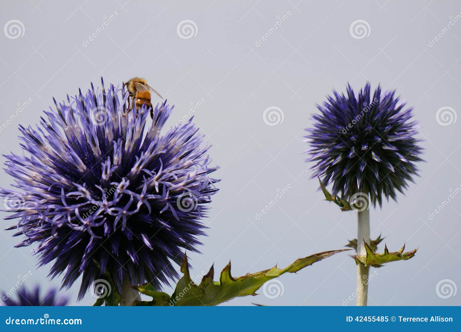 Purple Globe Thistle Pollination Stock Image - Image of pollinates ...