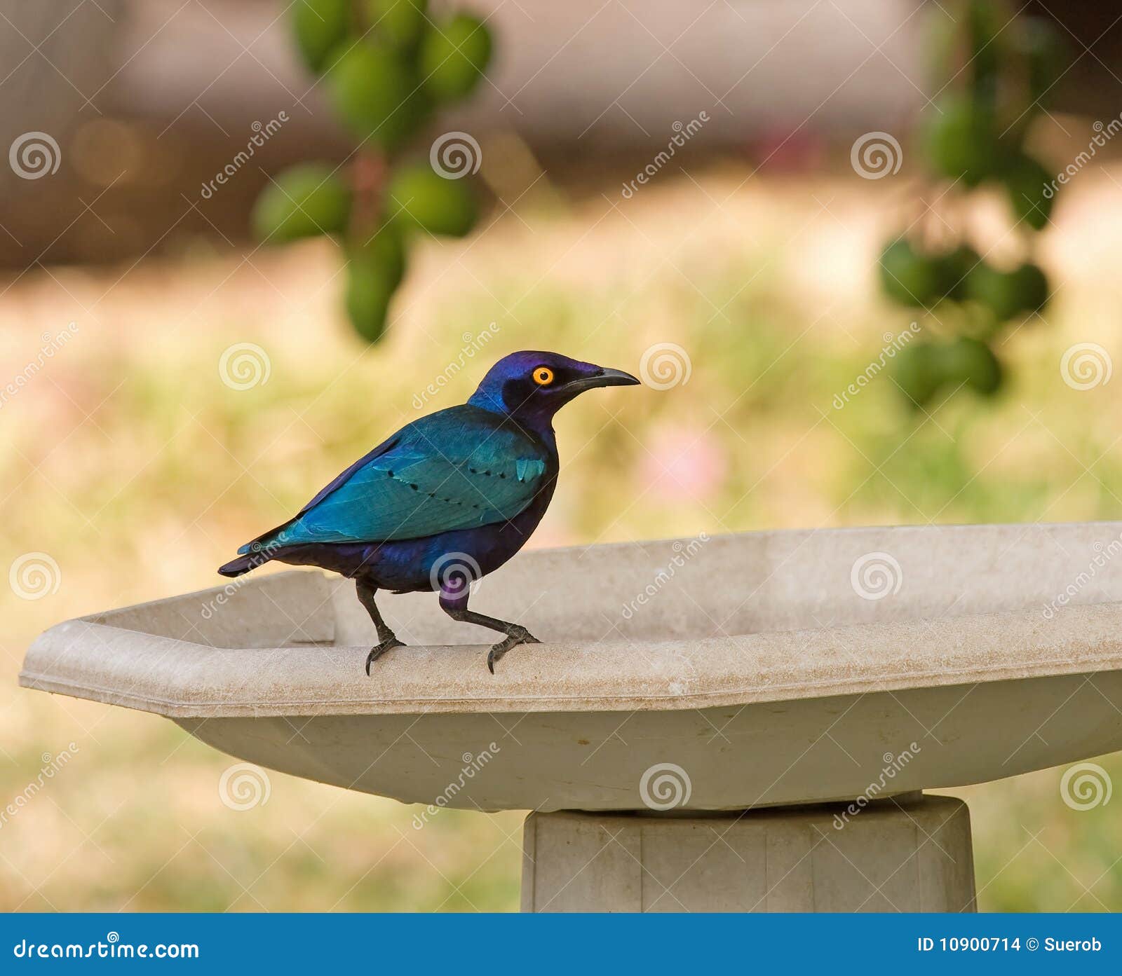 Purple Glossy Starling stock photo. Image of wildlife - 10900714