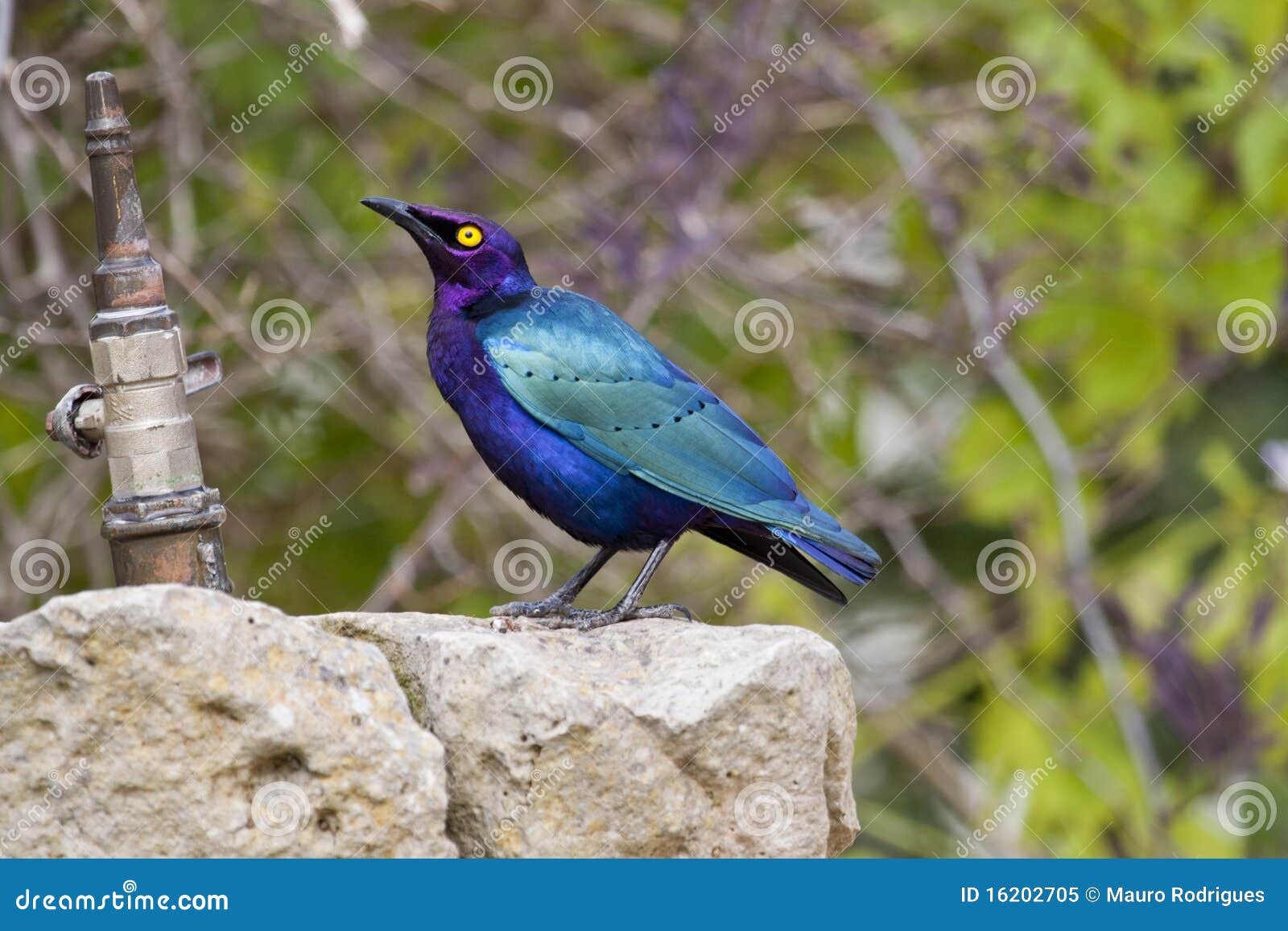 Purple Glossy-starling stock image. Image of winged, shiny - 16202705