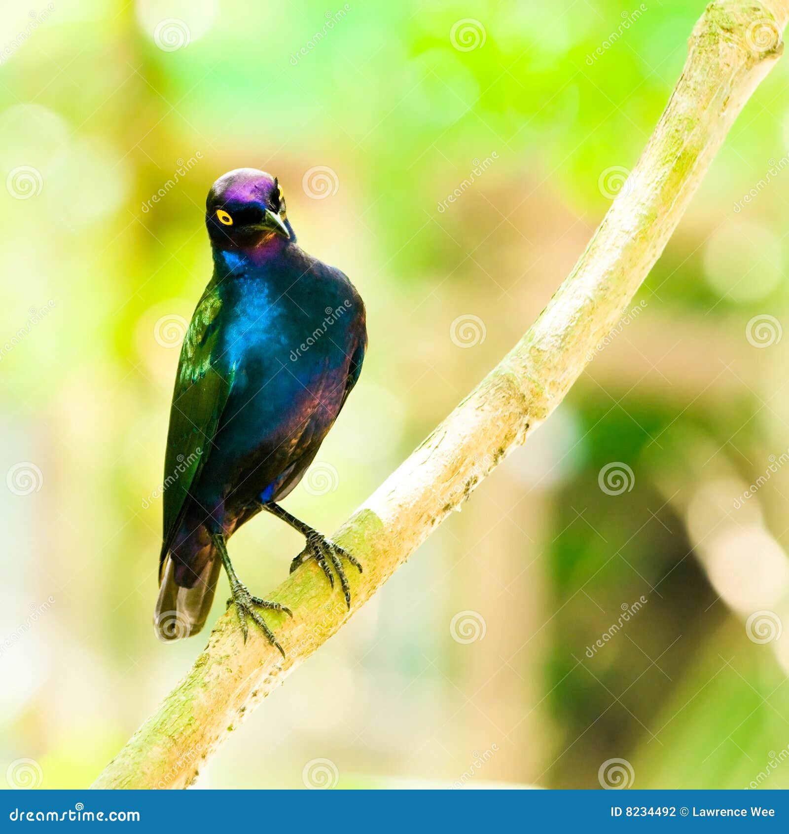 Purple Glossy Starling stock photo. Image of animal, glossy - 8234492