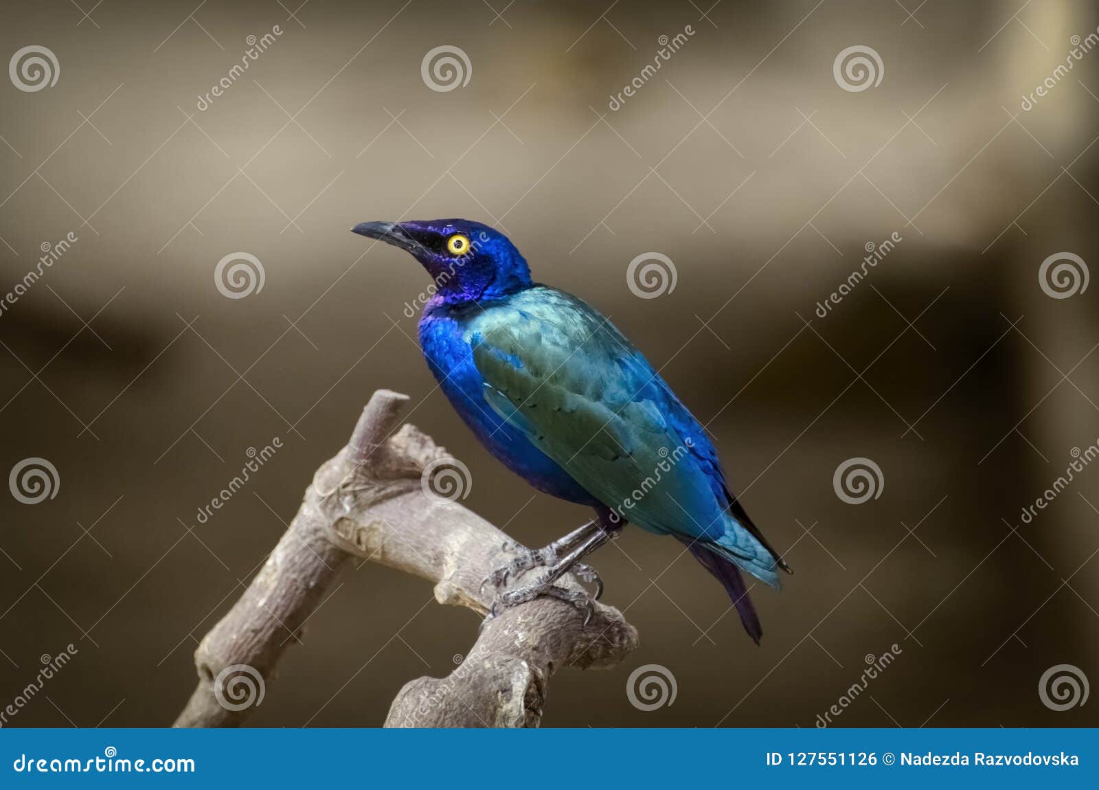 Purple glossy starling stock photo. Image of beauty - 127551126