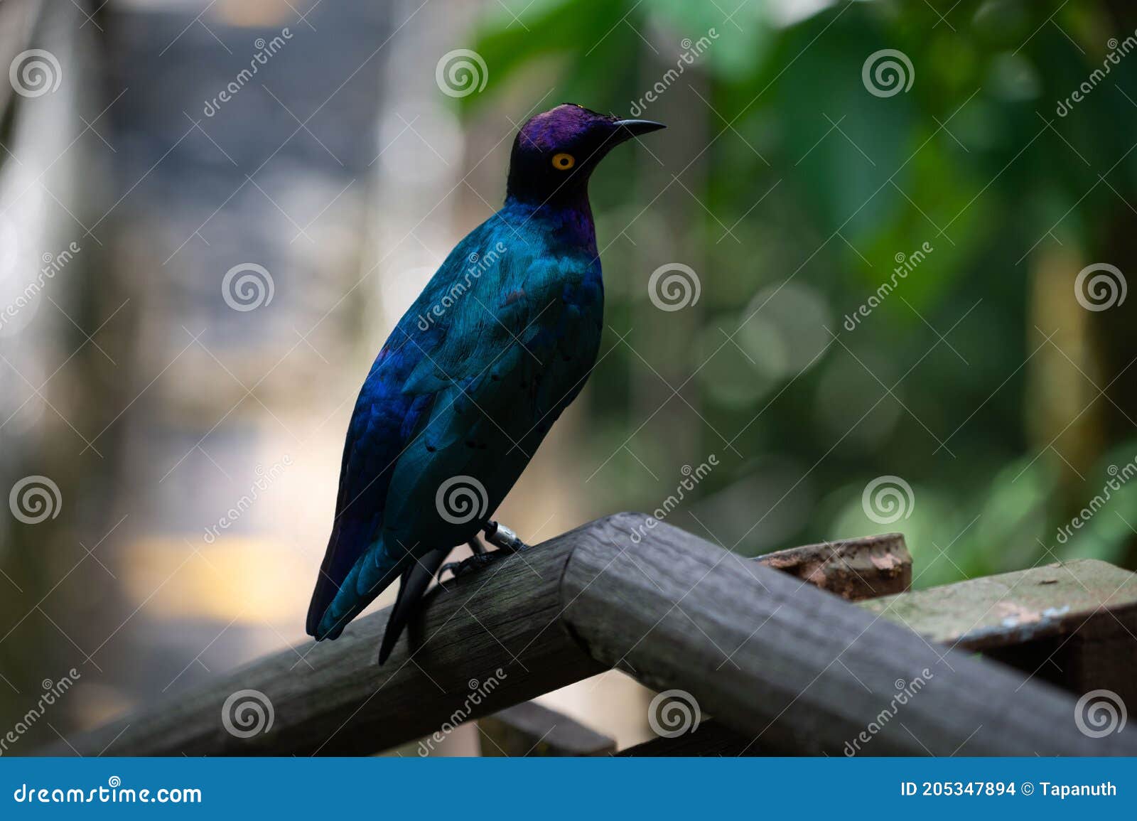 Purple Glossy Starling in a Bird Aviary Stock Photo - Image of ...
