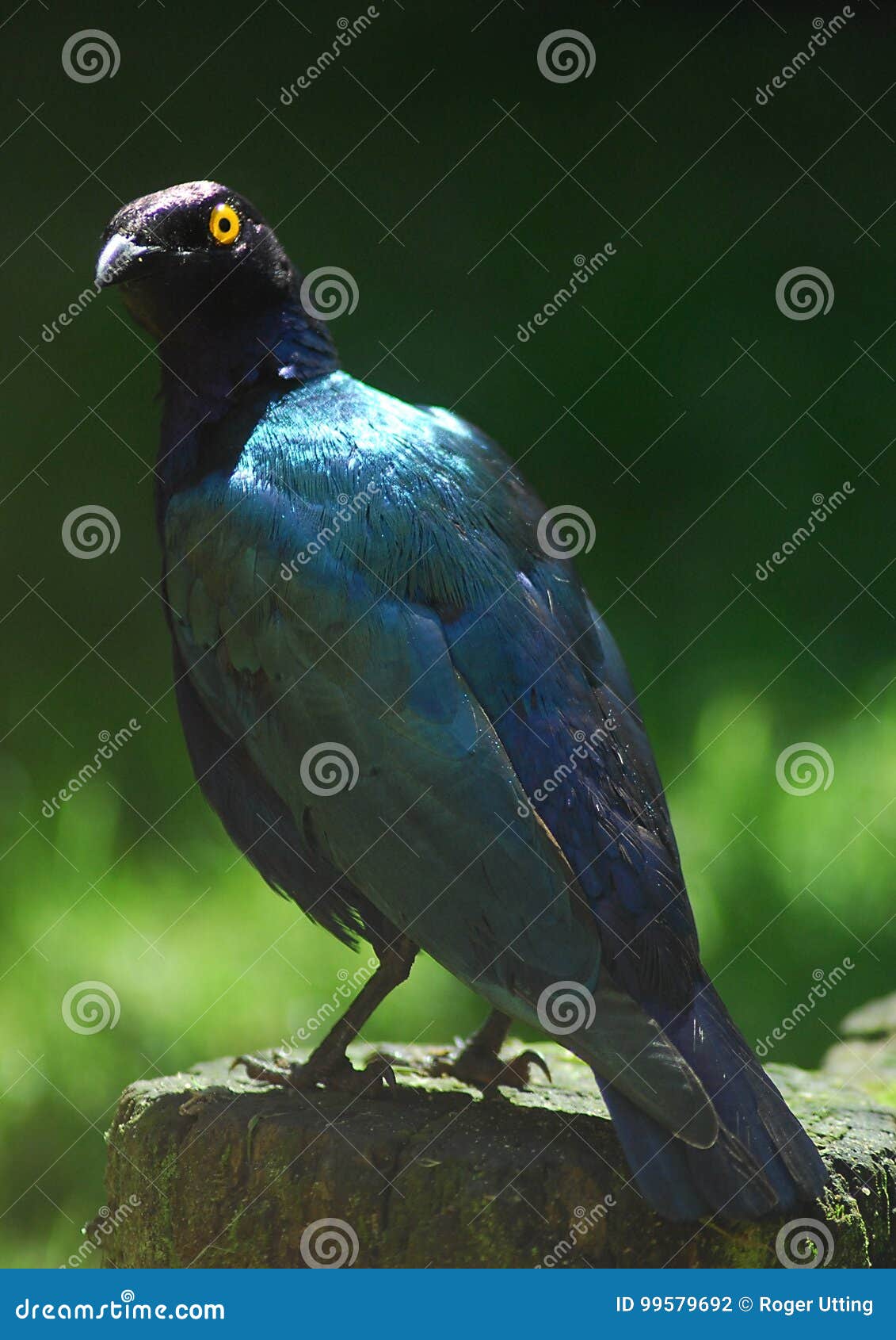 Purple Glossy Starling stock photo. Image of wildlife - 99579692