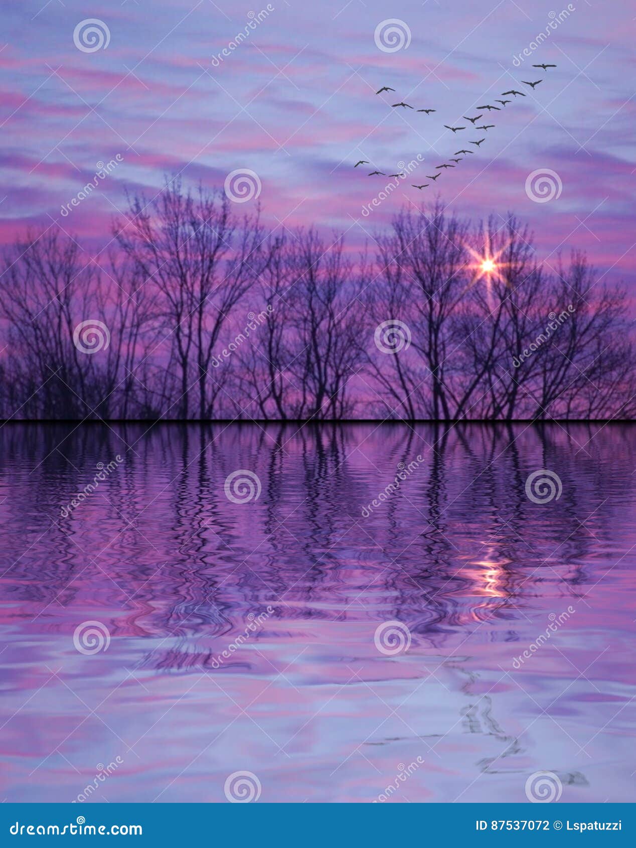 Purple Glow stock photo. Image of purple, trees, sunset - 87537072