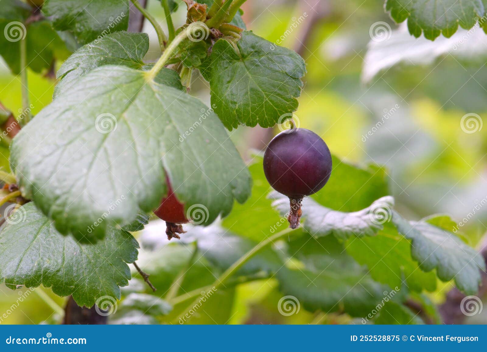 Solo Gooseberry Green Leaves 02 Stock Image - Image of fruit, purple ...