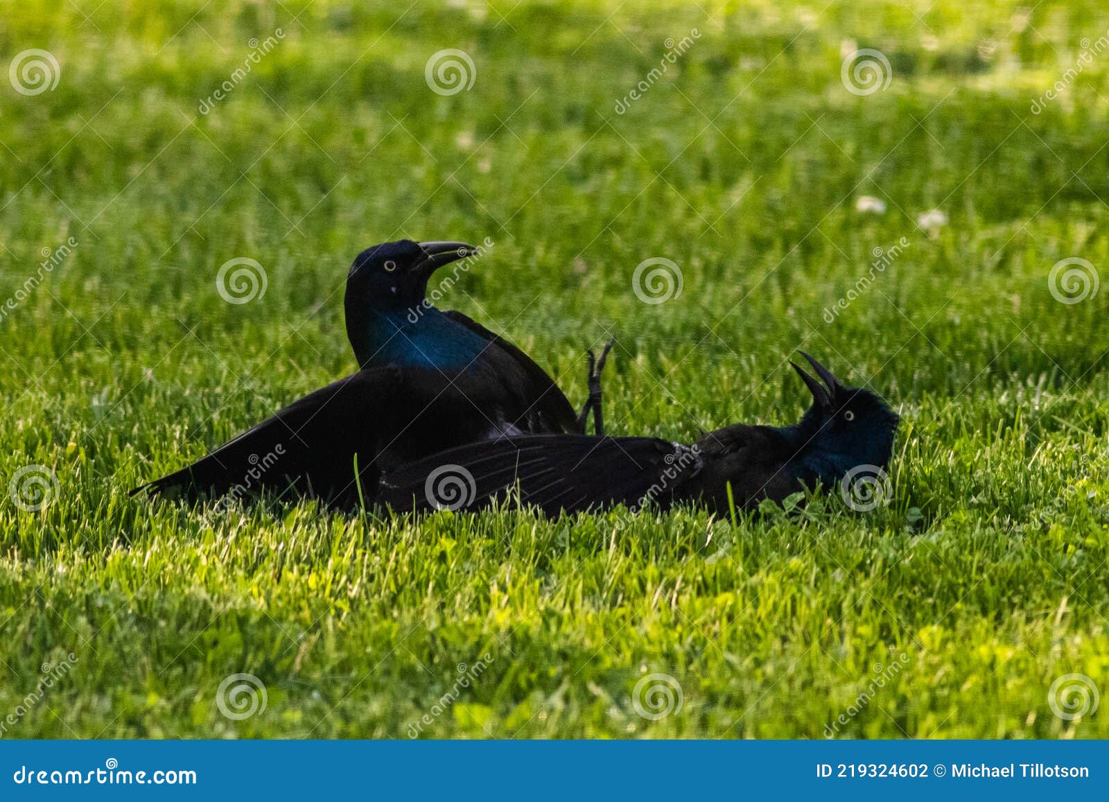 Purple Grackles Fighting in the Grass Stock Photo - Image of claw ...