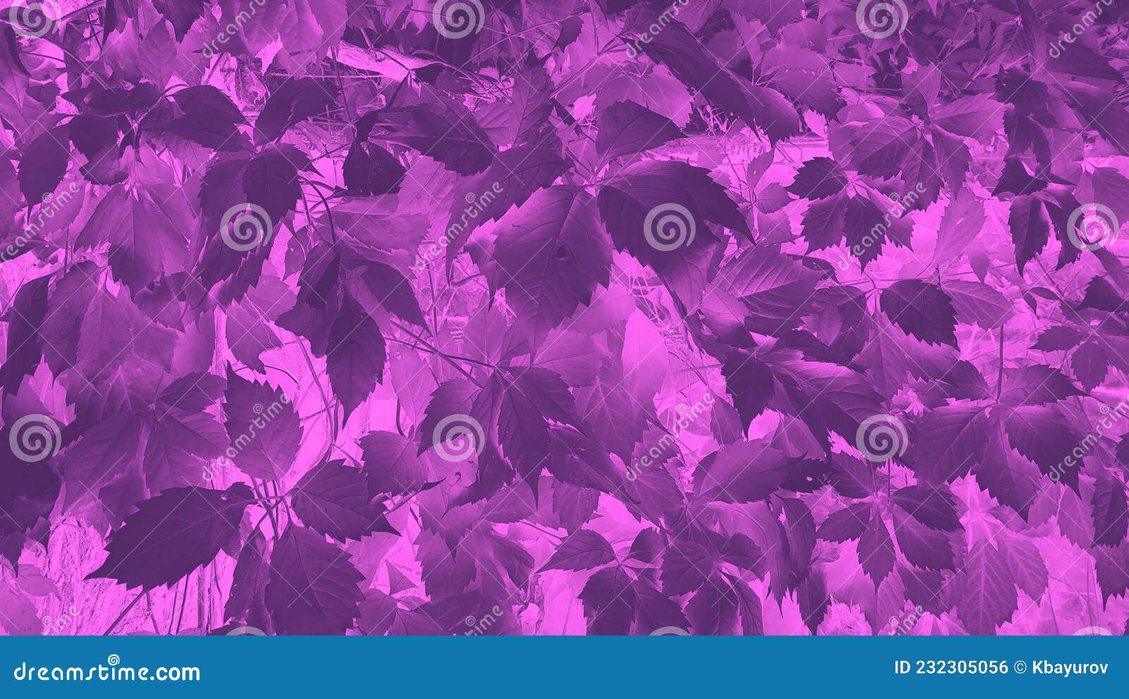 Purple Gradient Background from Wild Grape Leaves Stock Photo - Image ...