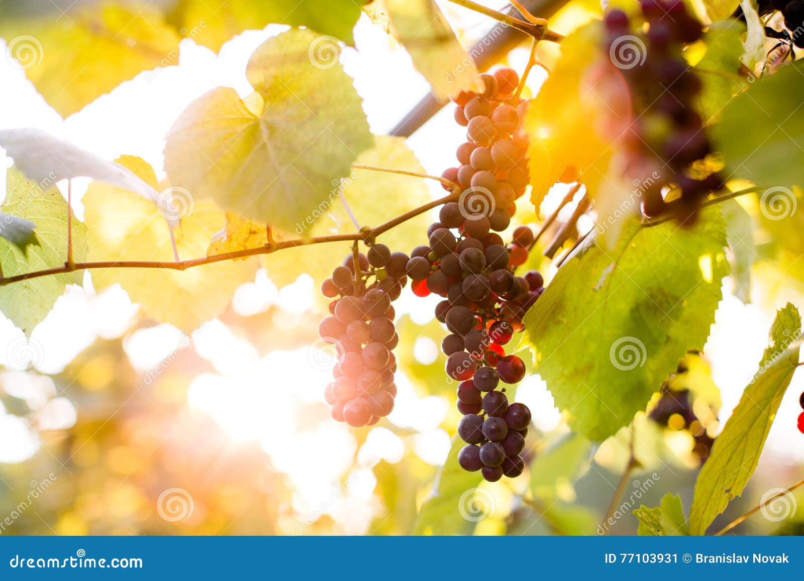 Purple grape clusters stock image. Image of outside, farm - 77103931