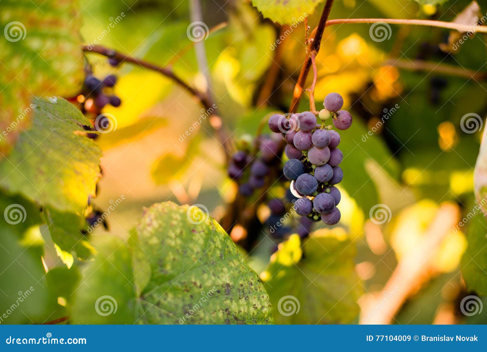 Purple Grape Clusters on the Vine Stock Image - Image of crop, purple ...