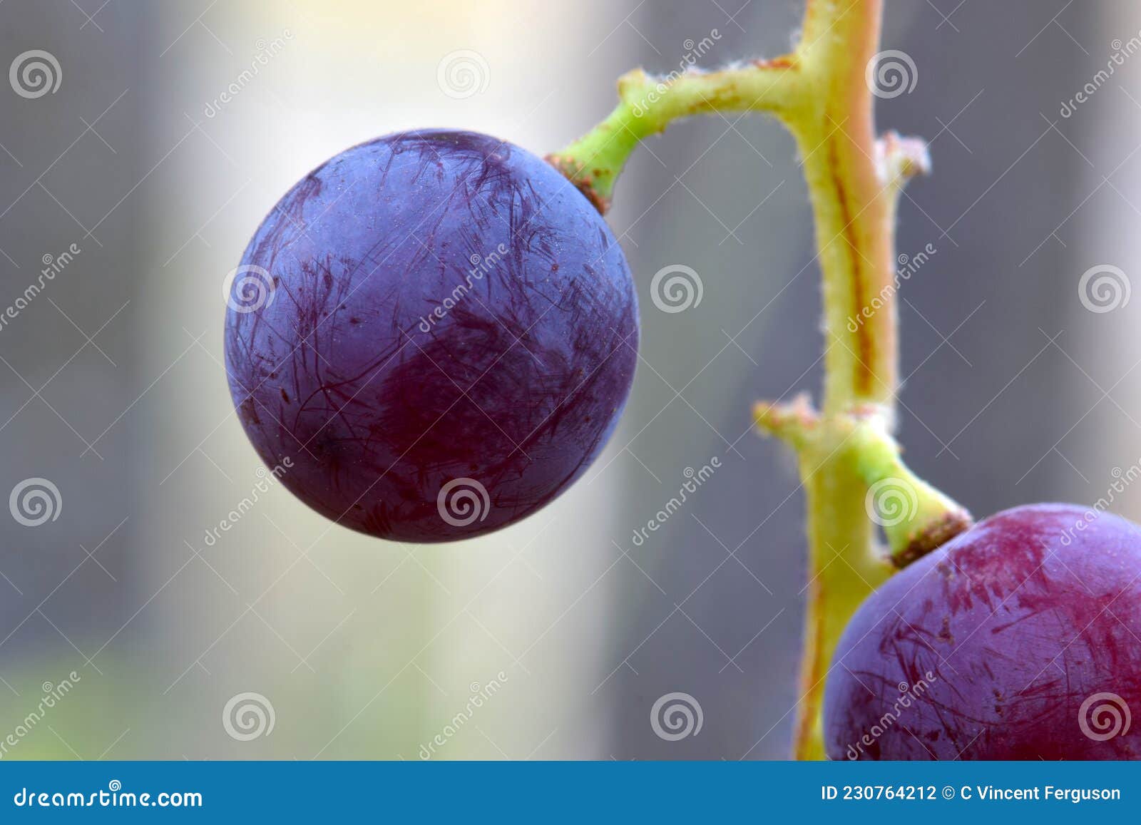 Purple Grape Solo on the Vine 04 Stock Photo - Image of cluster ...